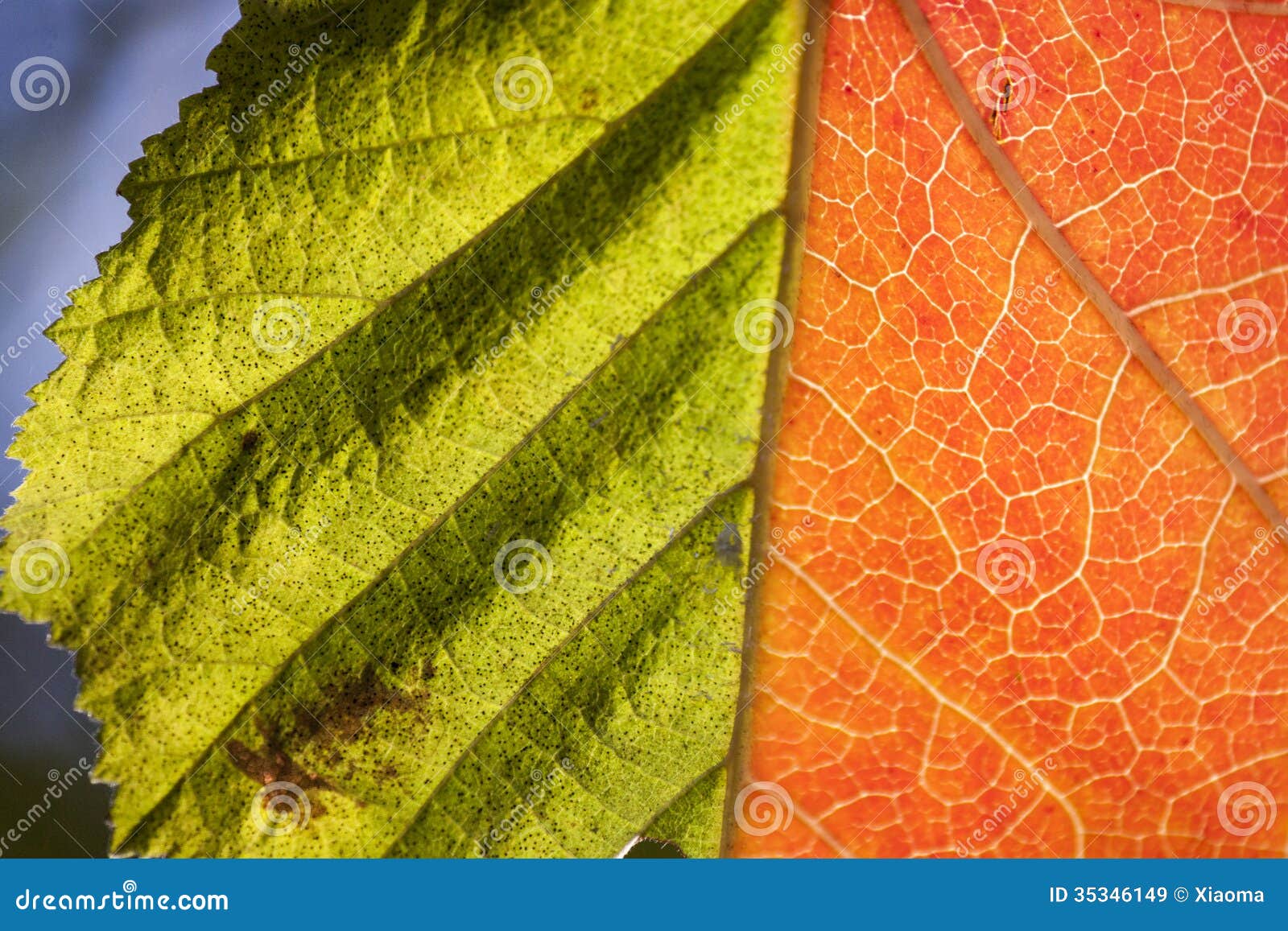 Natural Background with Leaf Stock Image - Image of natural, tree: 35346149