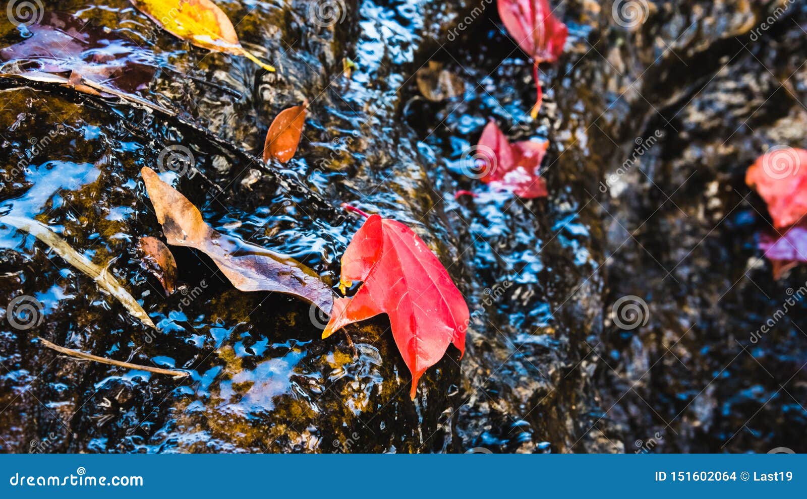 Natural Background. Maple Leaf Floating in a Waterfall Stock Photo ...