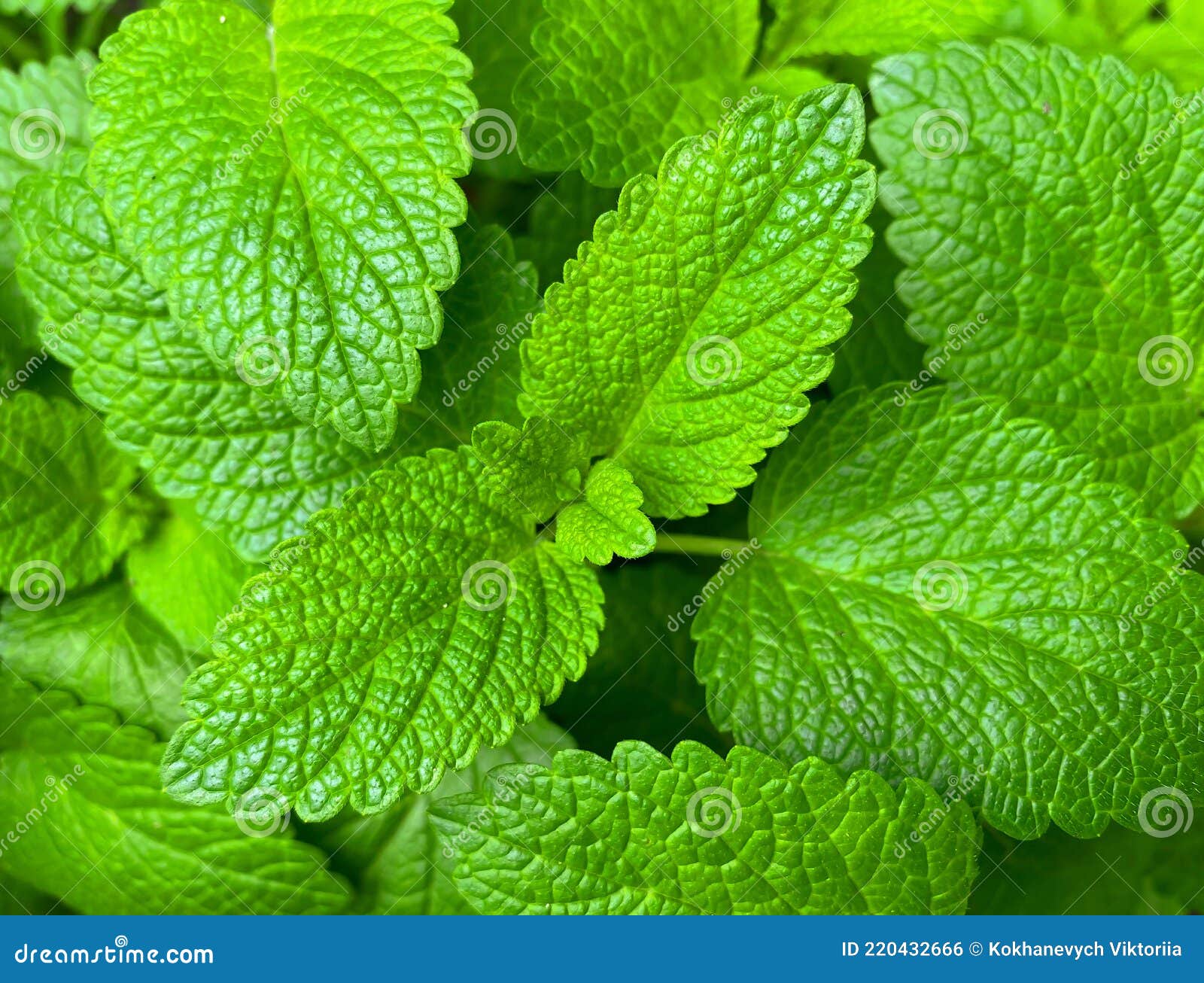 Natural Background from Mint Branches. Closeup of Mint Texture Stock ...