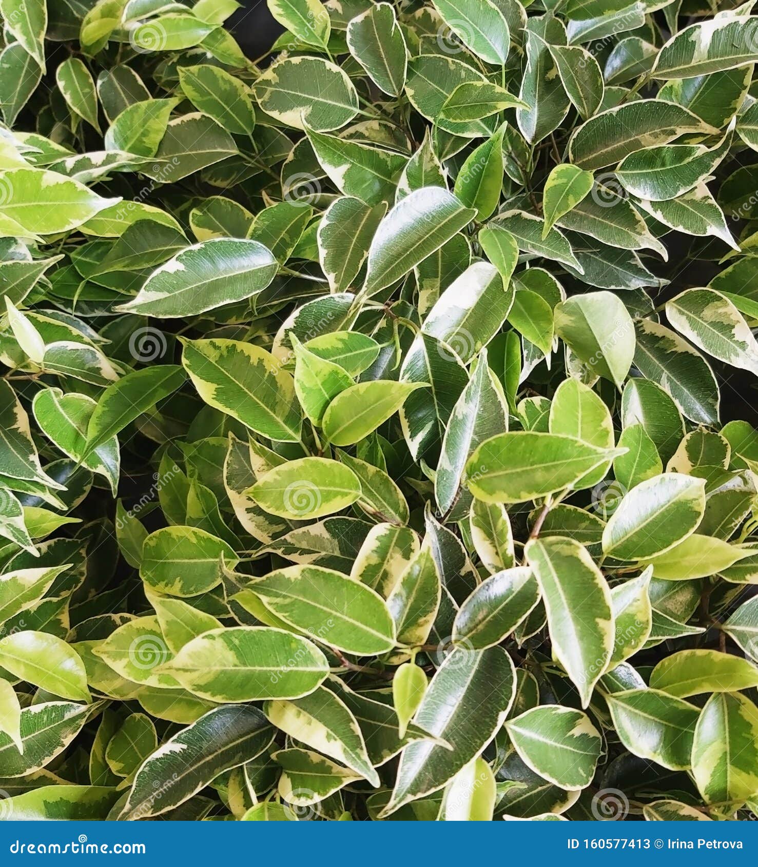 Natural Background, Mottled Green with White Leaves, Growing Focus ...