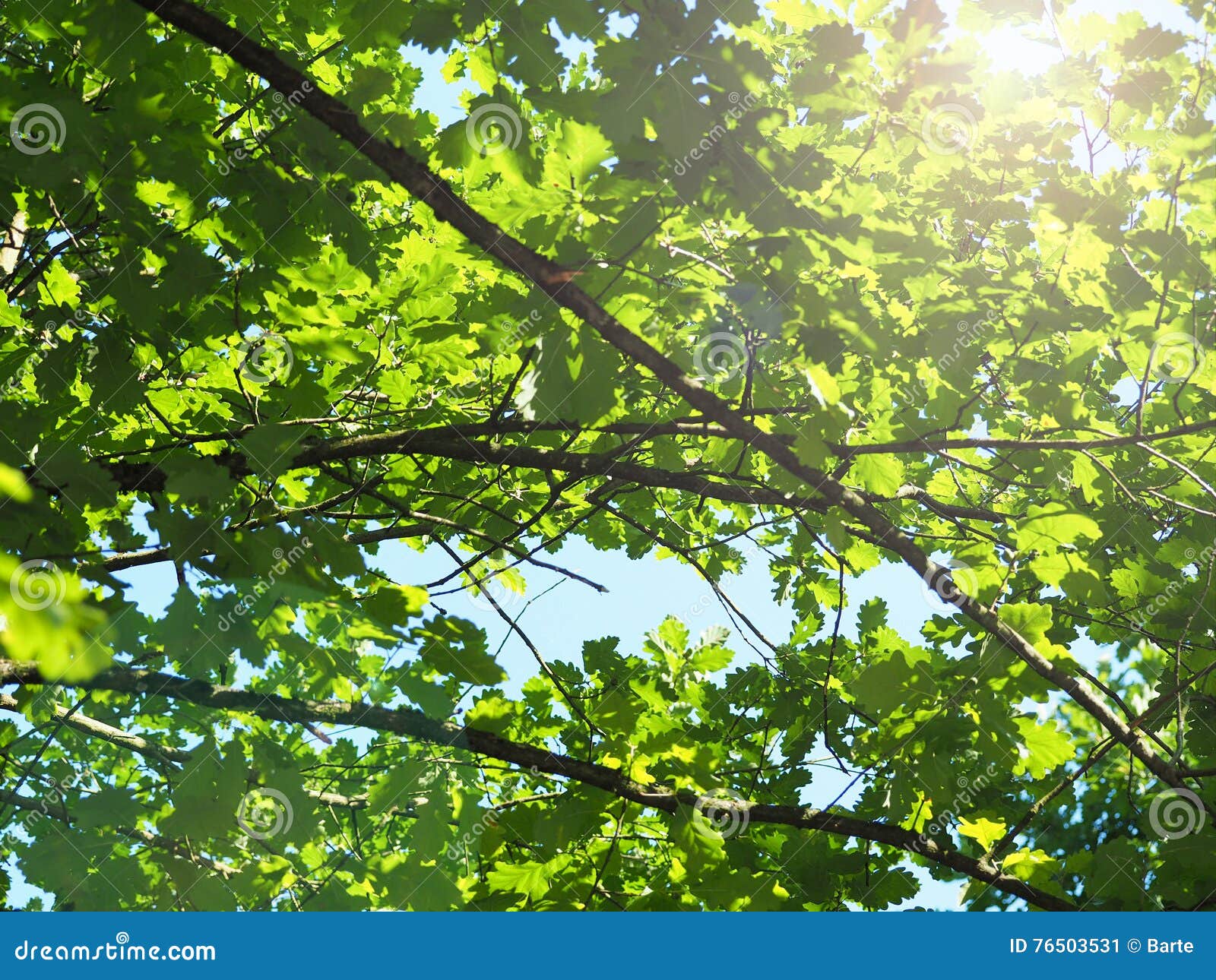 Natural Background with an Old Oak Stock Image - Image of tree, forest ...