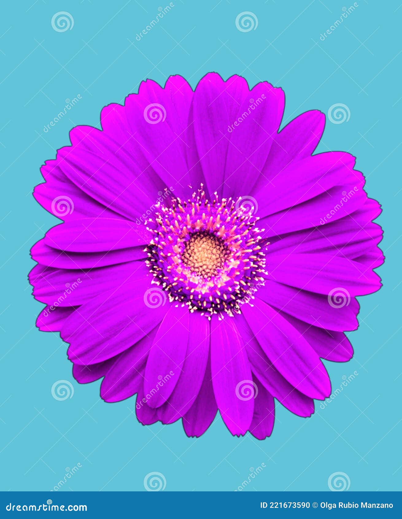 Natural Background with One Flower Isolated in Color Background Stock ...