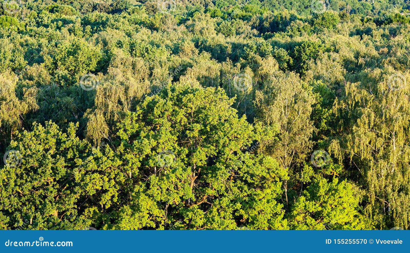 Panoramic View of Forest Illuminated by Sunset Sun Stock Photo - Image ...