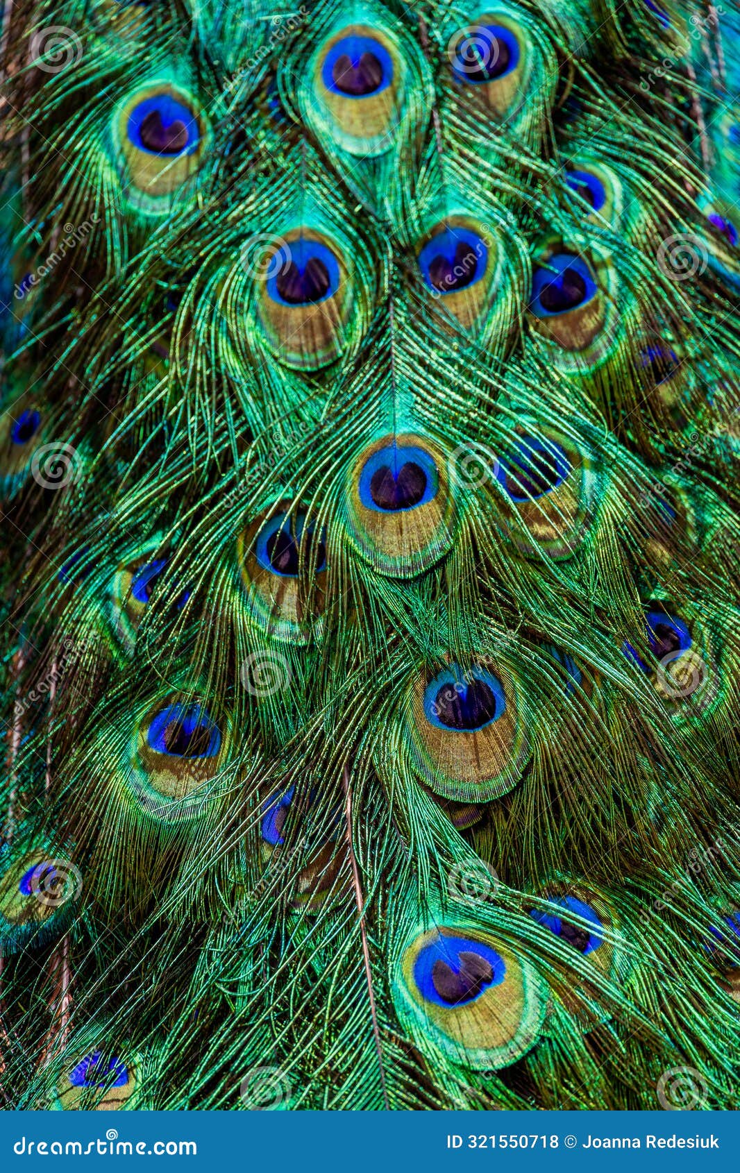 Natural Background Peacock Tail Close-up Stock Photo - Image of plumage ...
