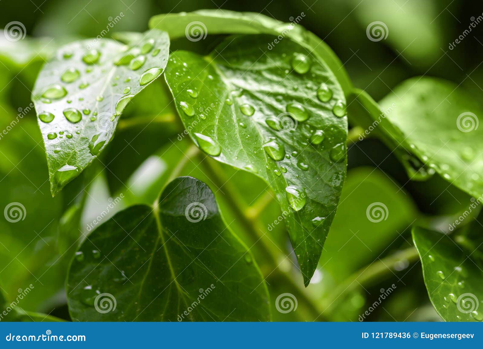 Green Leaf and Water Droplets Stock Photo - Image of background, fresh ... Green Leaf and Water Droplets Stock Photo - Image of background, fresh ...