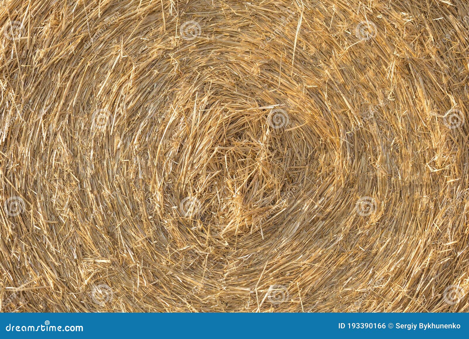 Wheat Straw Pile Texture. Stock Image | CartoonDealer.com #98784271