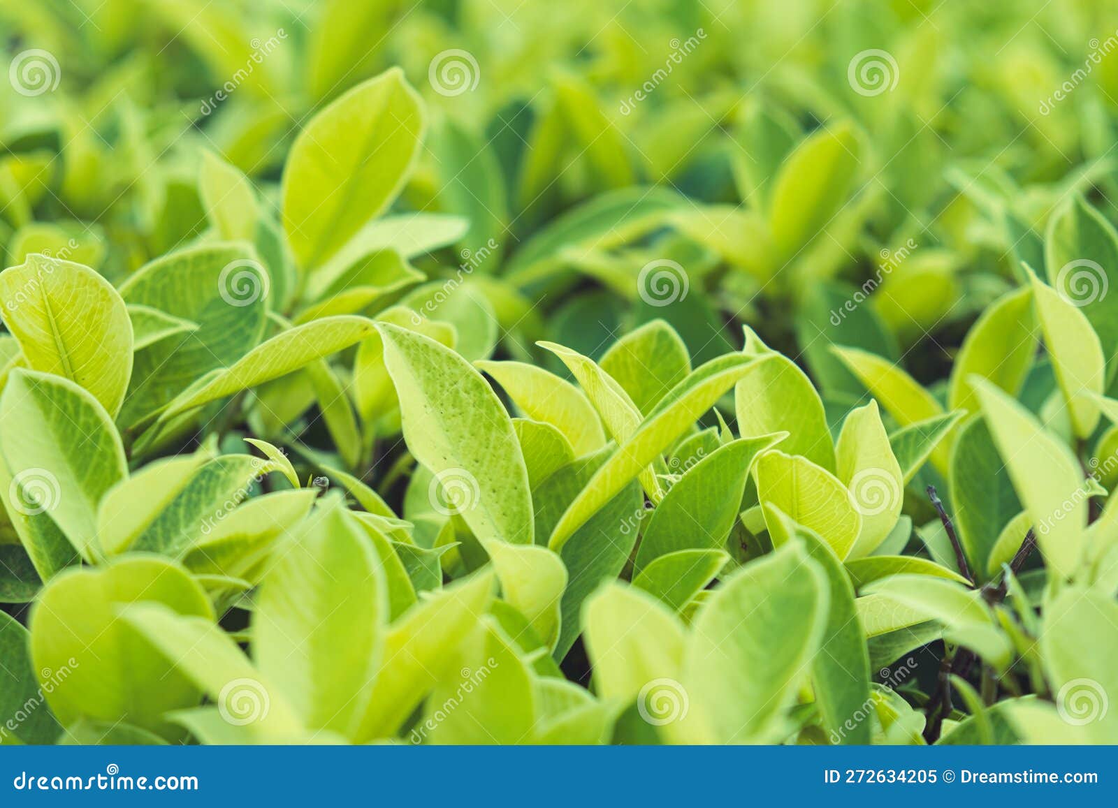 Natural Background from Small Leaves of a Green Shrub Stock Image ...
