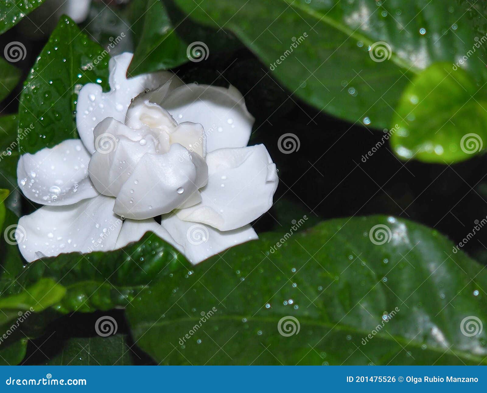 Natural Background with Spectacular Flowers in the Garden Stock Photo ...