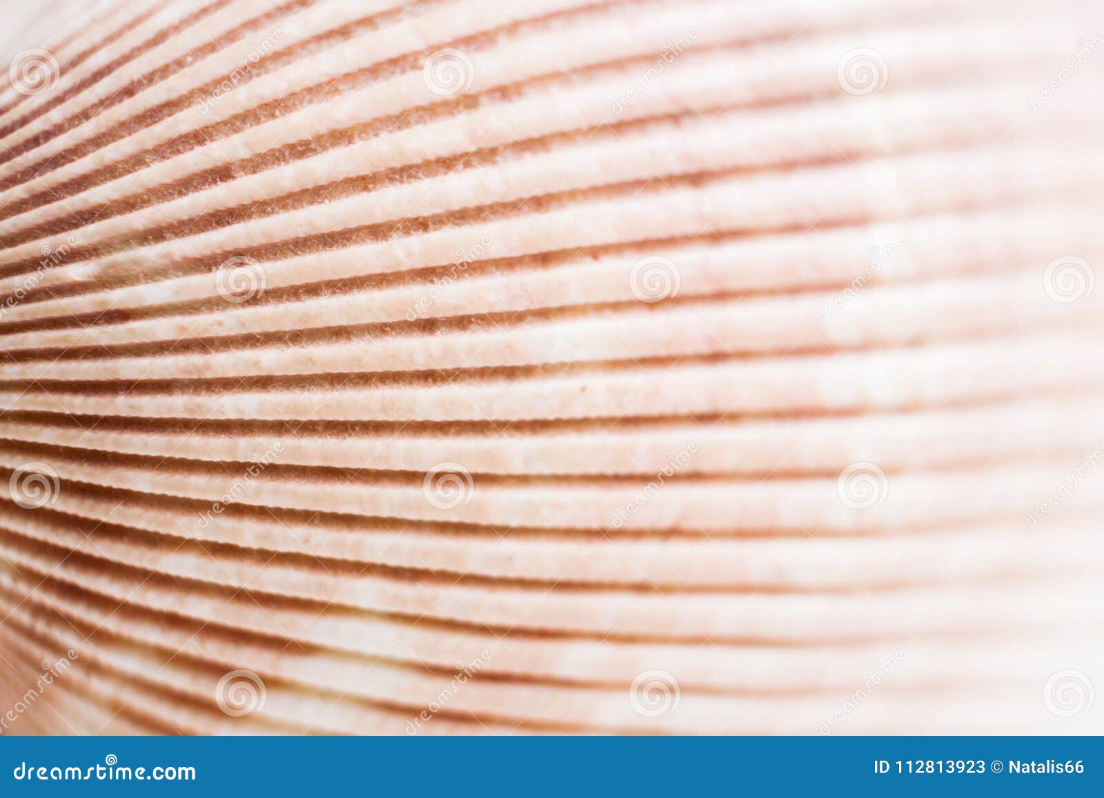 Natural Background. Surface of Seashell Texture with Relief Strips ...