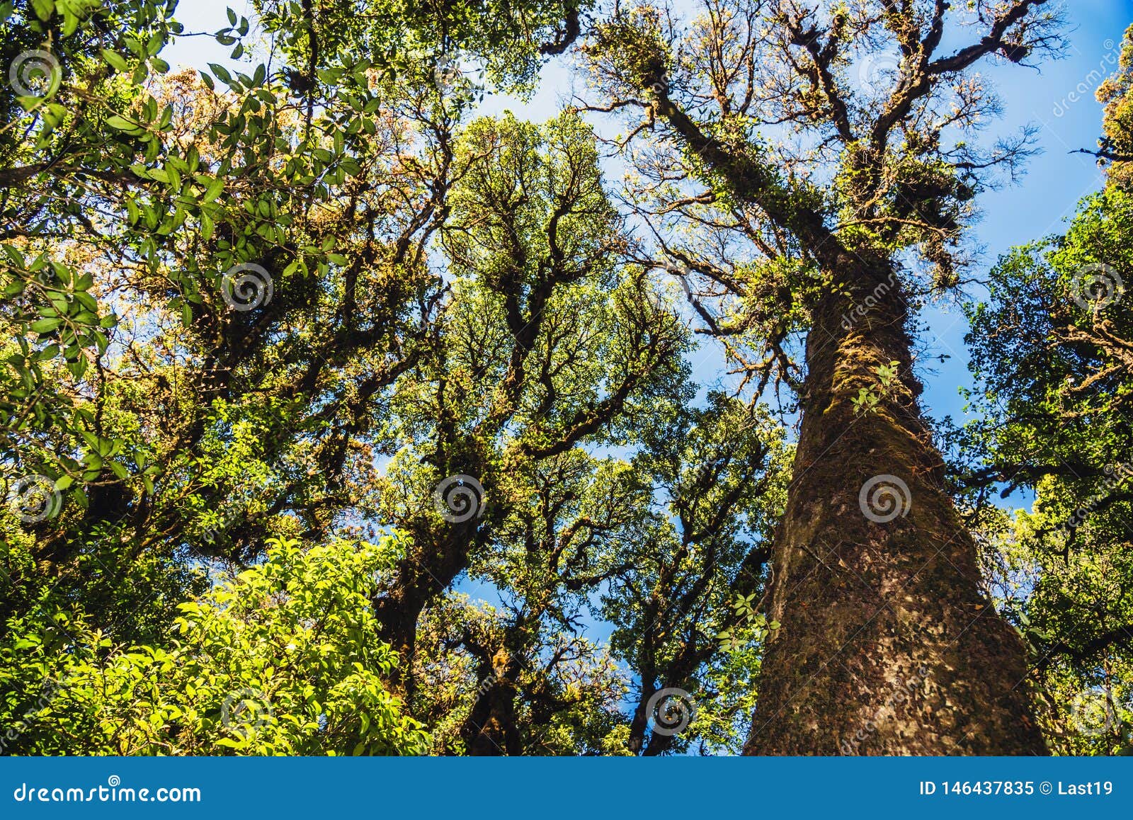 Natural Background Swamp Tree. the Branches of the Trees in the Swamp ...