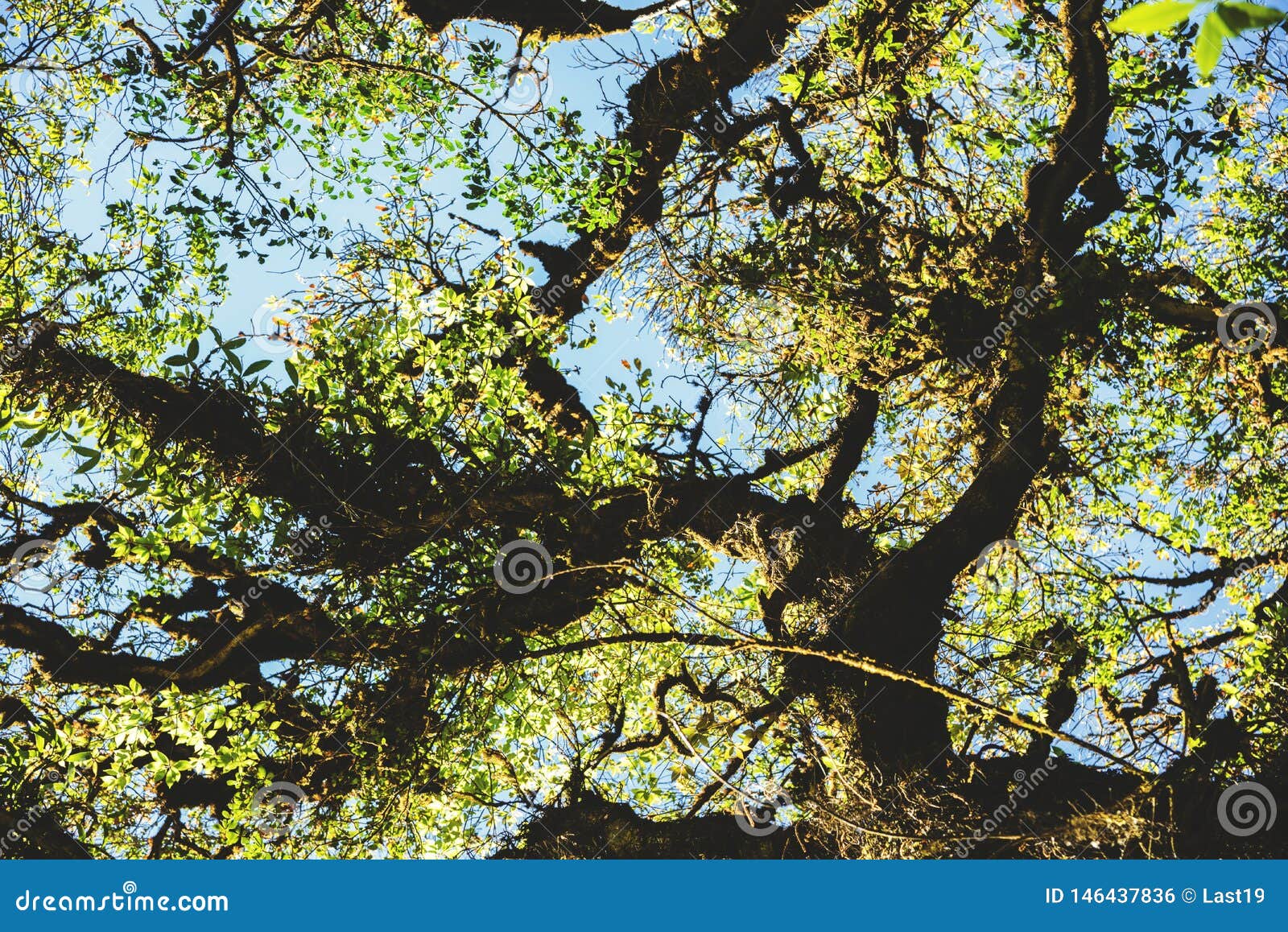 Natural Background Swamp Tree. the Branches of the Trees in the Swamp ...