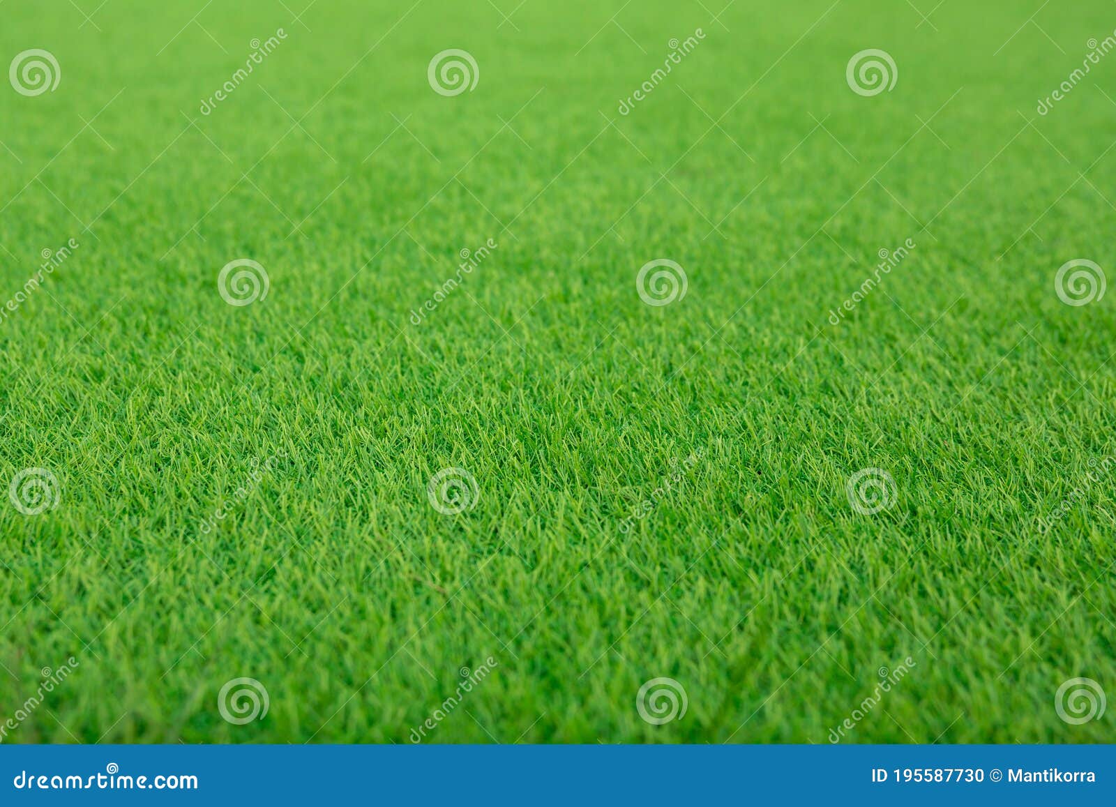 Natural Background and Texture. Artificial Evergreen Lawn Grass. Side ...
