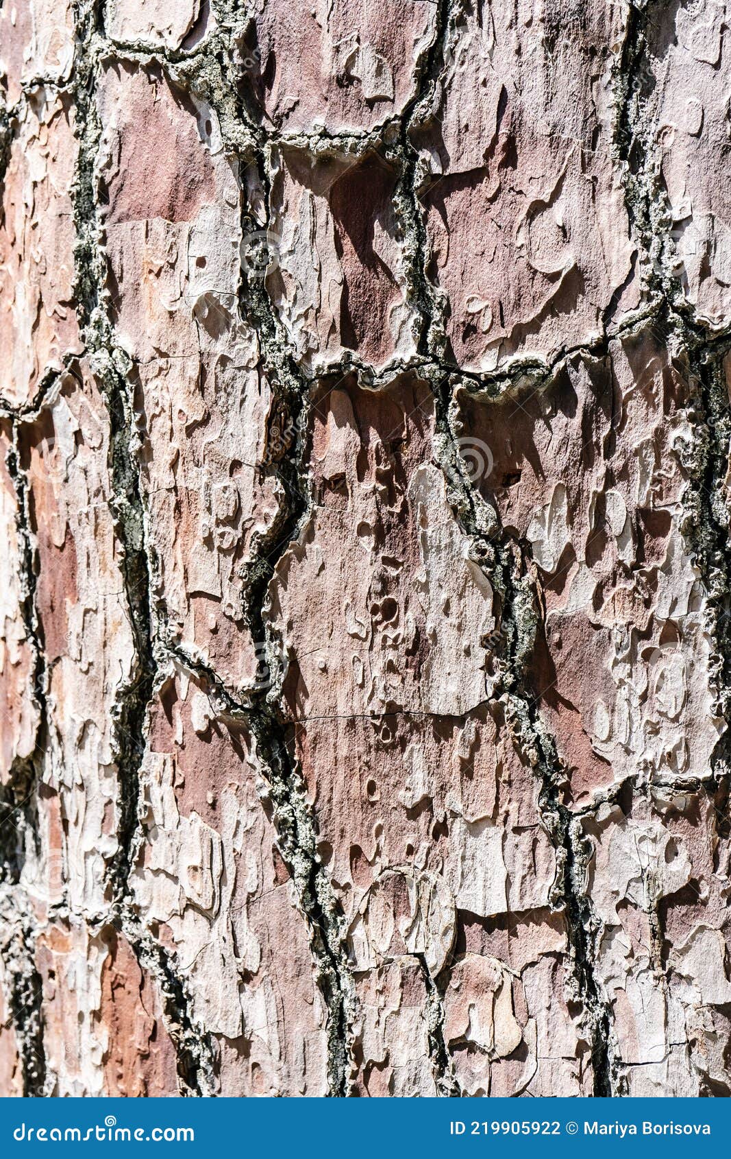 Natural Background with the Texture of the Bark of a Real Tree. Stock ...