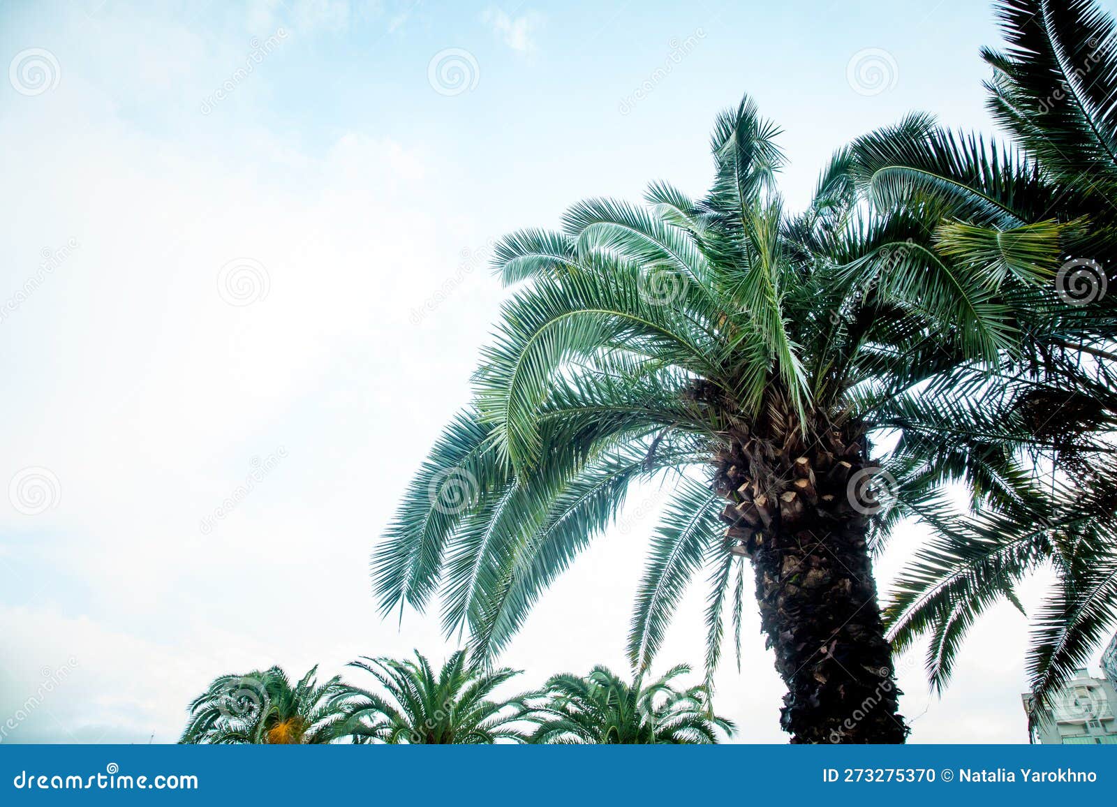 Natural Background,texture,palm Tree with Branches and Green Leaves ...