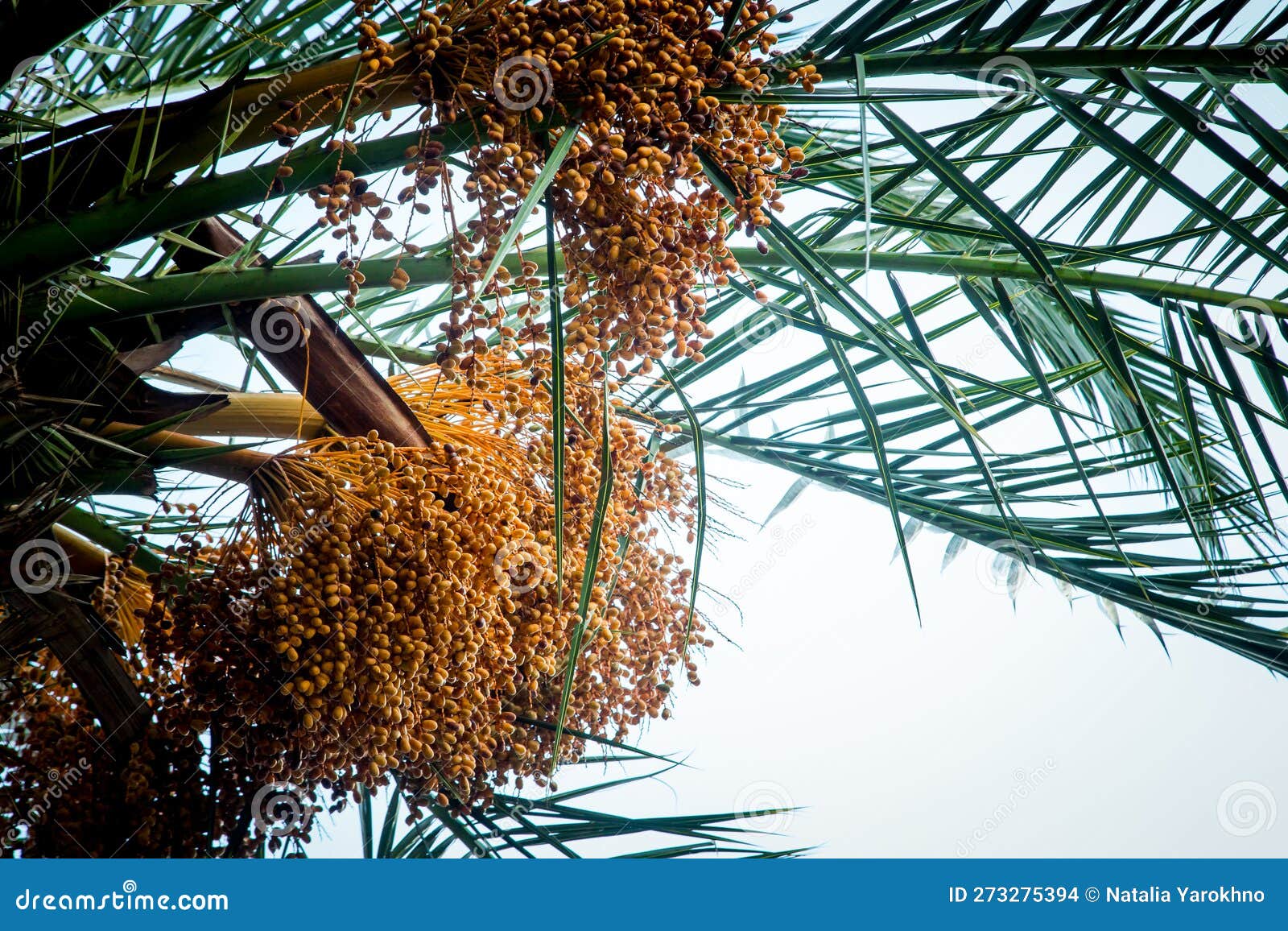 Natural Background,texture,palm Tree with Branches and Green Leaves ...