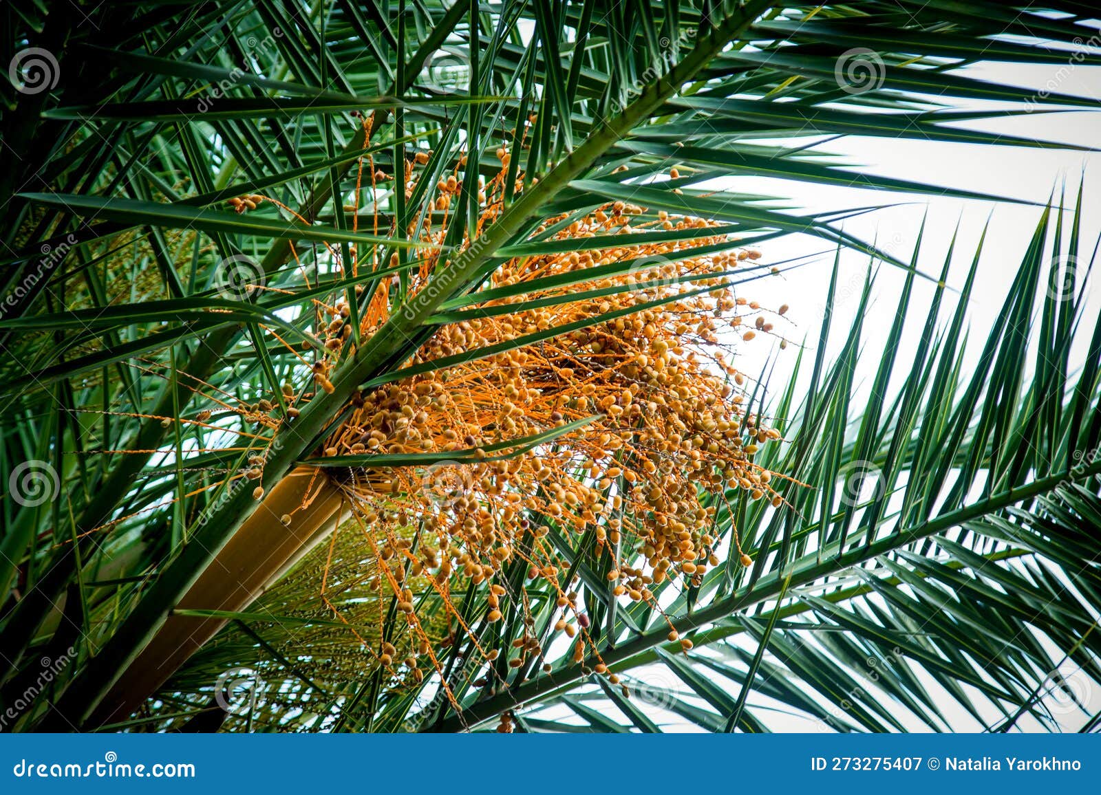 Natural Background,texture,palm Tree with Branches and Green Leaves ...