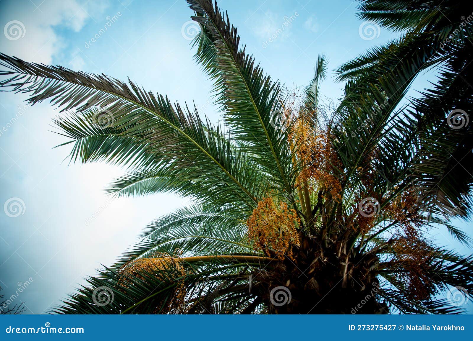 Natural Background,texture,palm Tree with Branches and Green Leaves ...