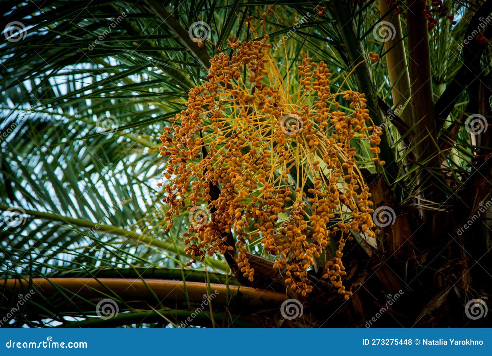 Natural Background,texture,palm Tree with Branches and Green Leaves ...
