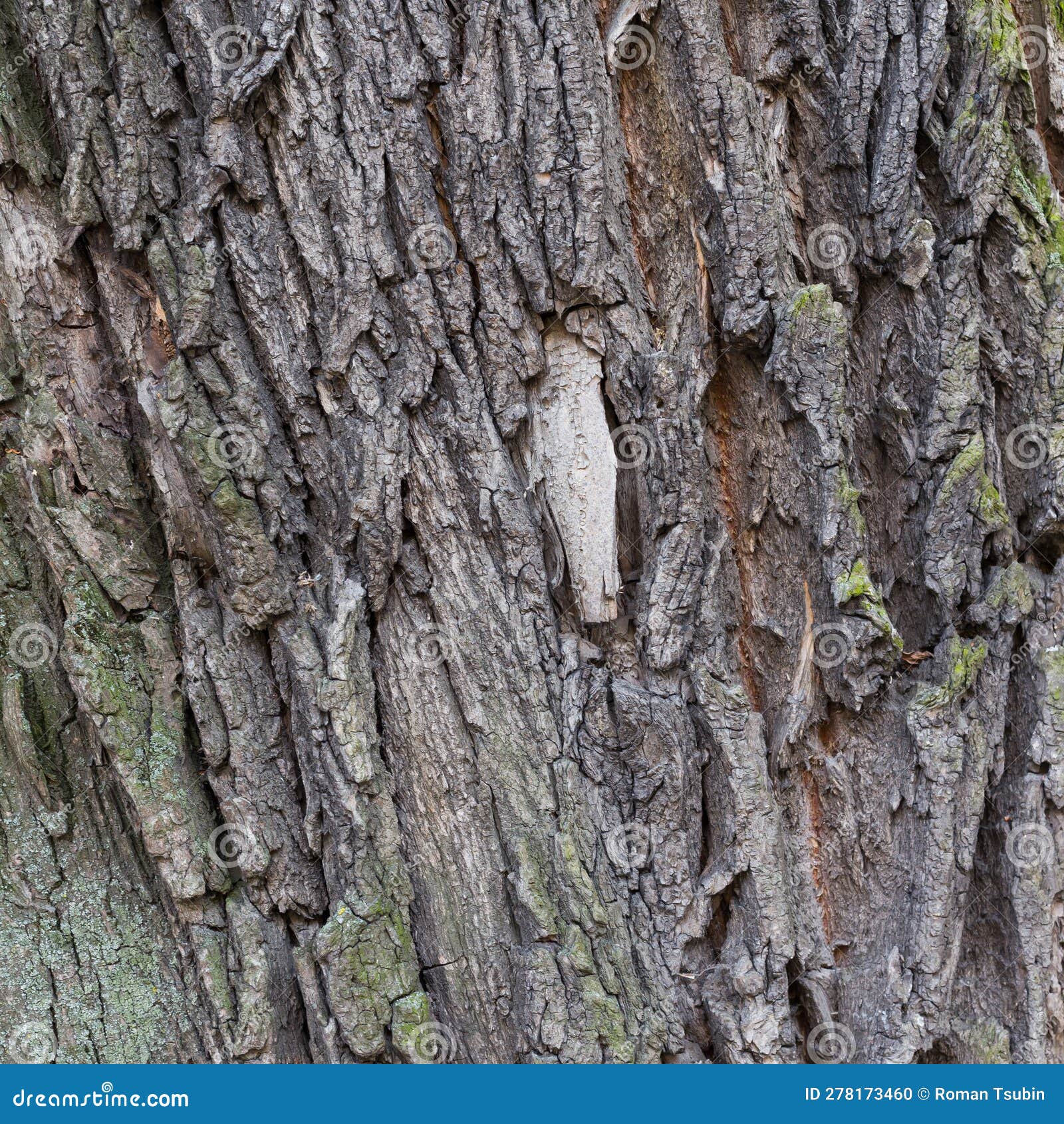 Natural Background of Tree Bark Stock Photo - Image of plant, wood ...