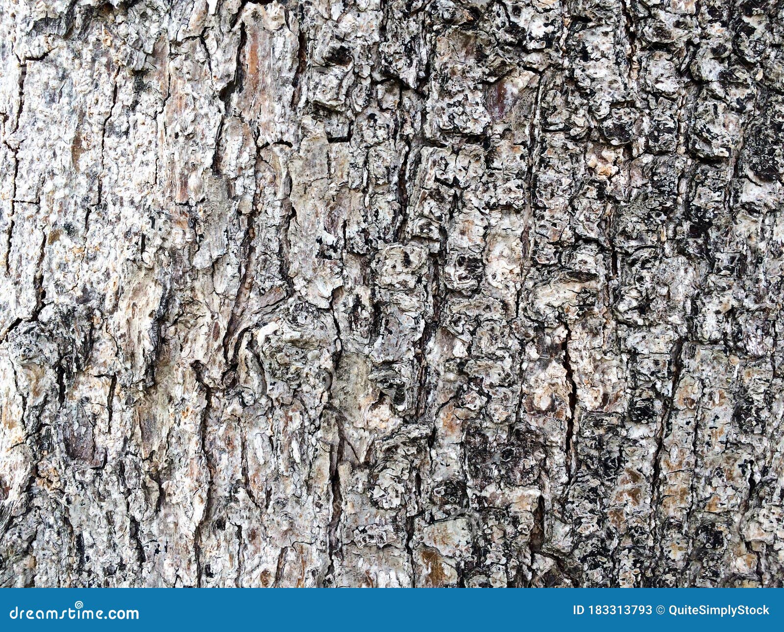 Dry Oak Bark On A White Background. Quercus Cortex. Quercus Robur ...