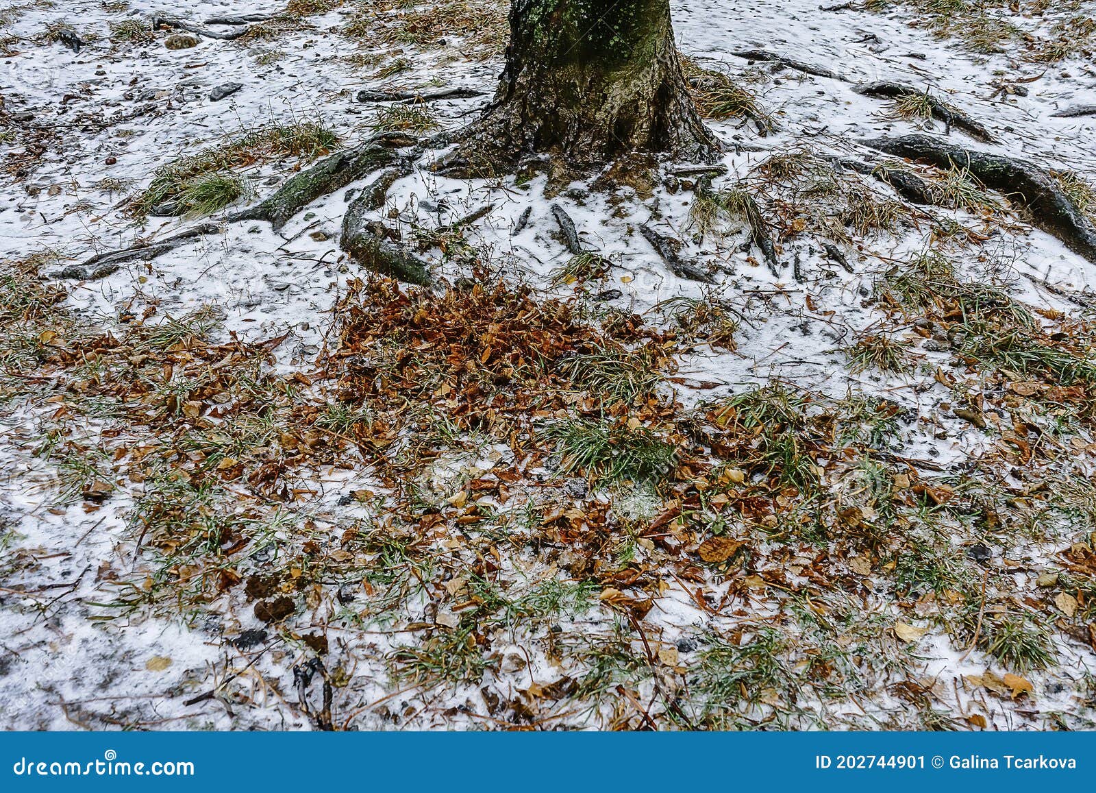 Natural Background with Tree Roots and Leaves Under the Snow Stock ...