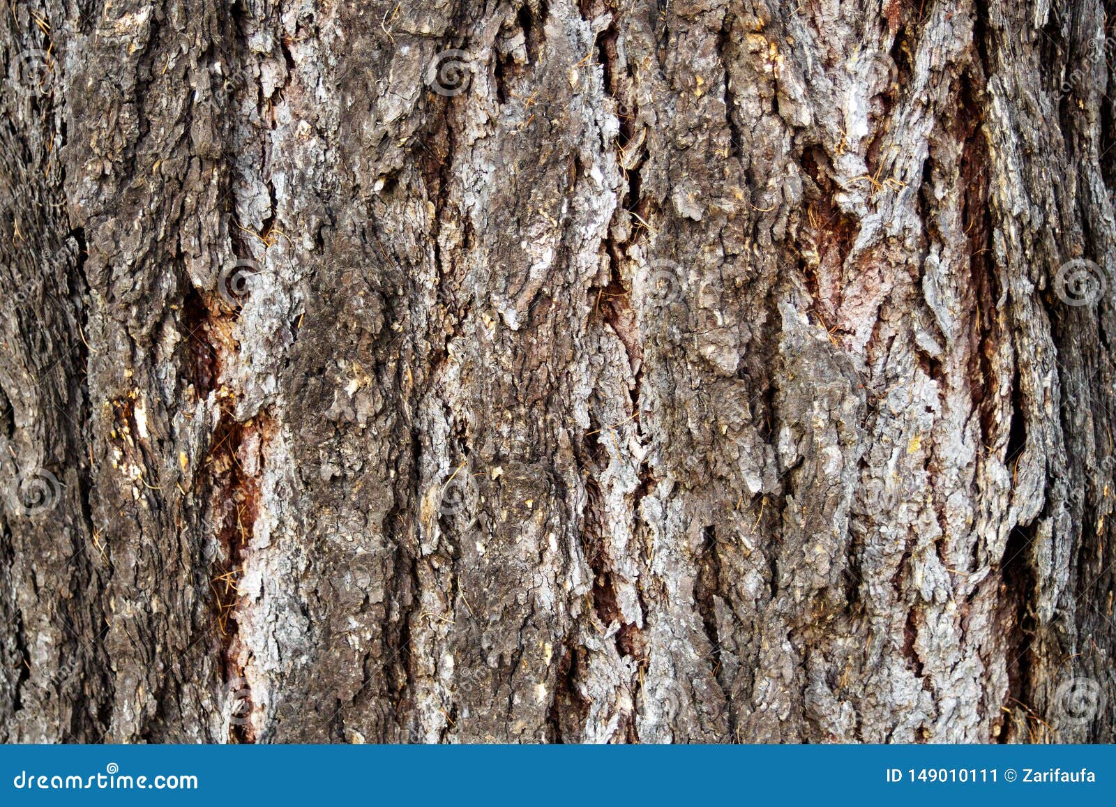 Natural Background of Tree Trunk Texture, Close Up Wooden Textured ...