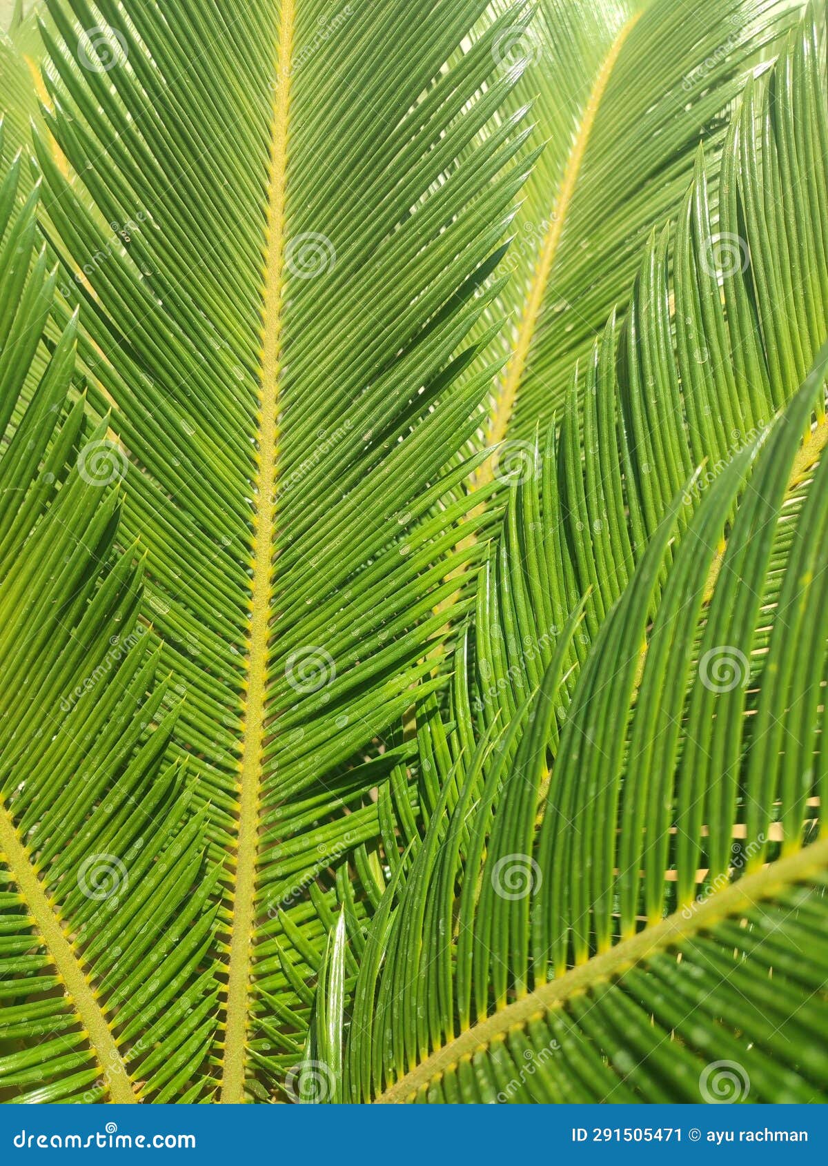 Natural Background with Unique Long Leaves and Green Color Stock Image ...