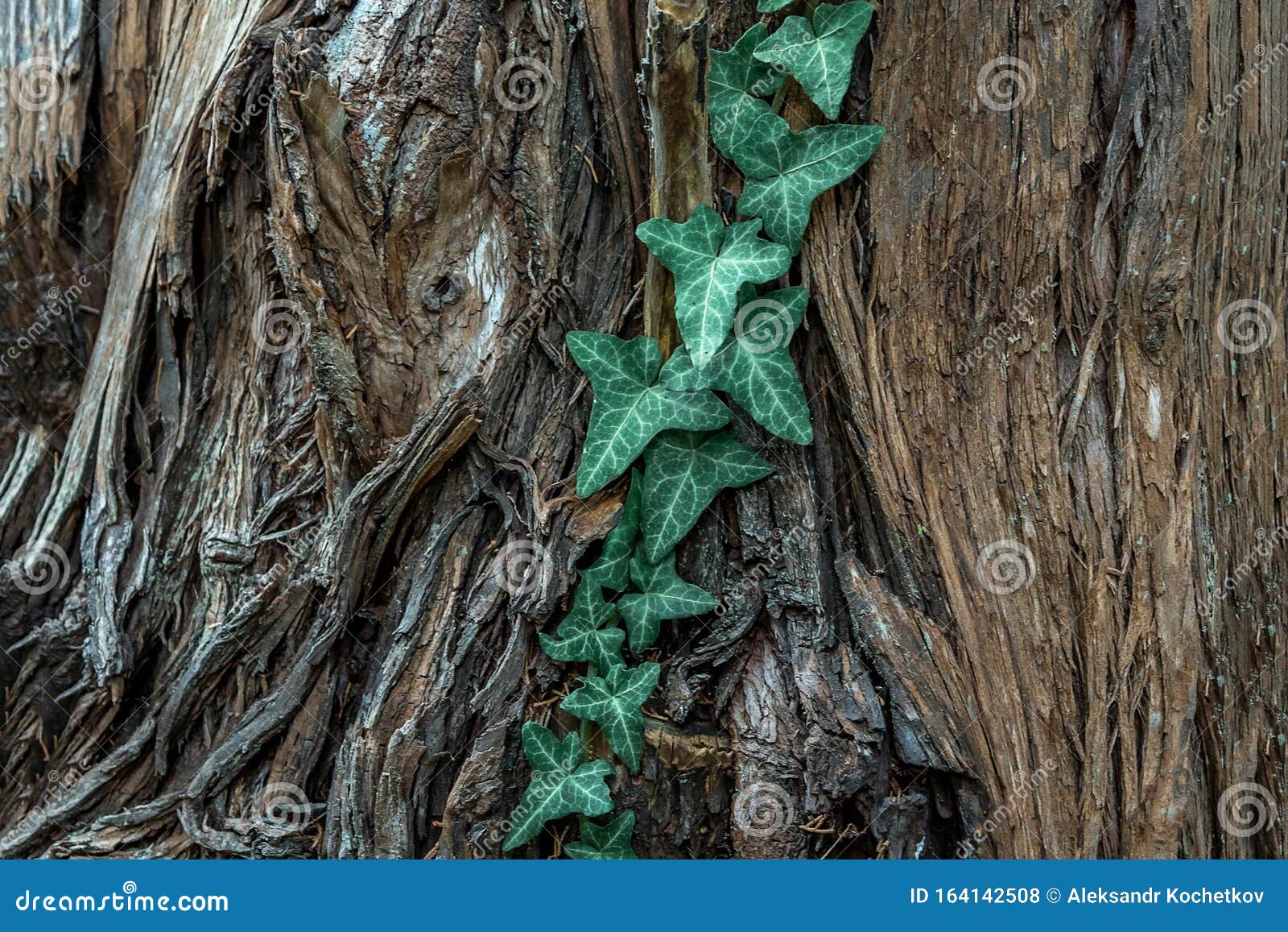 Natural Background Unique Tree Bark Pattern and Green Foliage. Stock ...