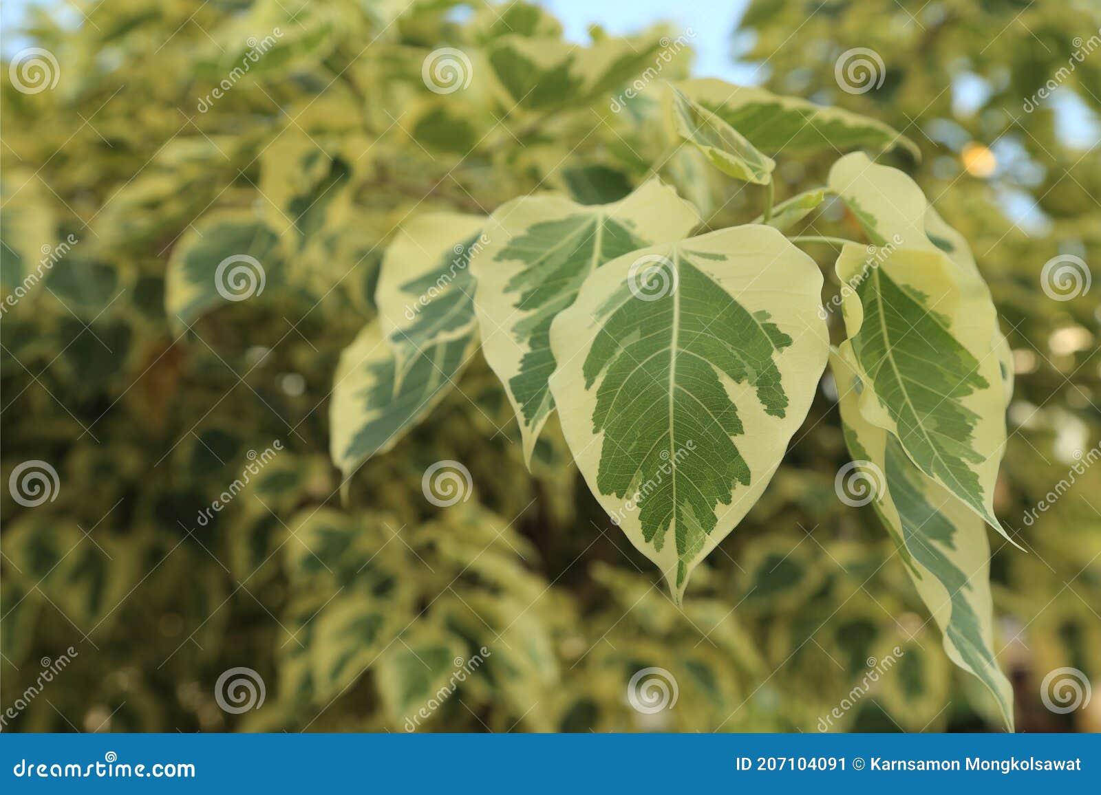 Natural Background of Variegate Leaves Stock Image - Image of nature ...