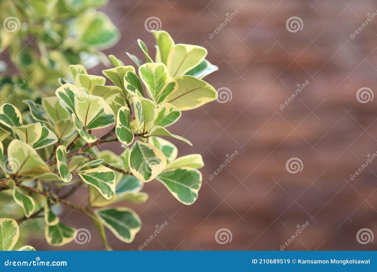Natural Background of Variegate Leaves Stock Image - Image of natural ...