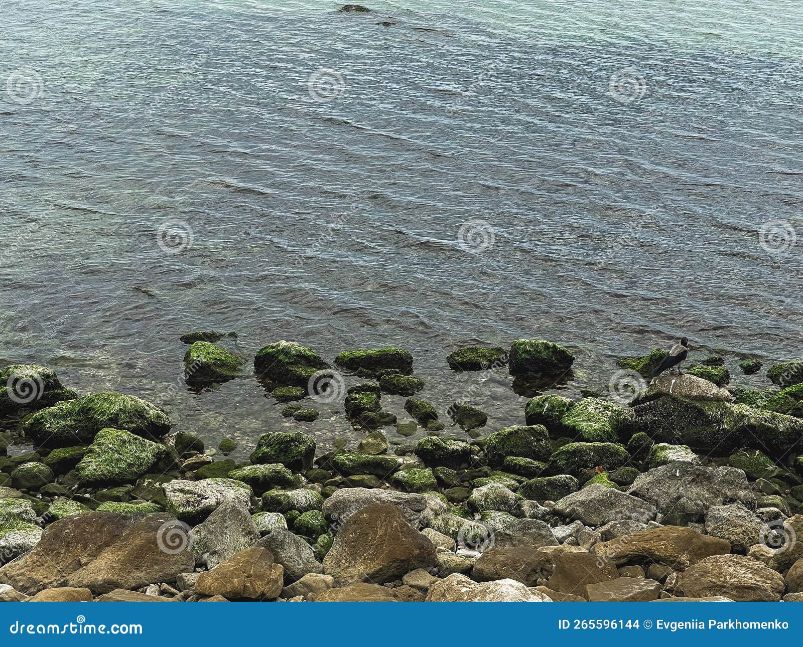 Natural Background with Water and Mossy Stones. Stock Photo - Image of ...