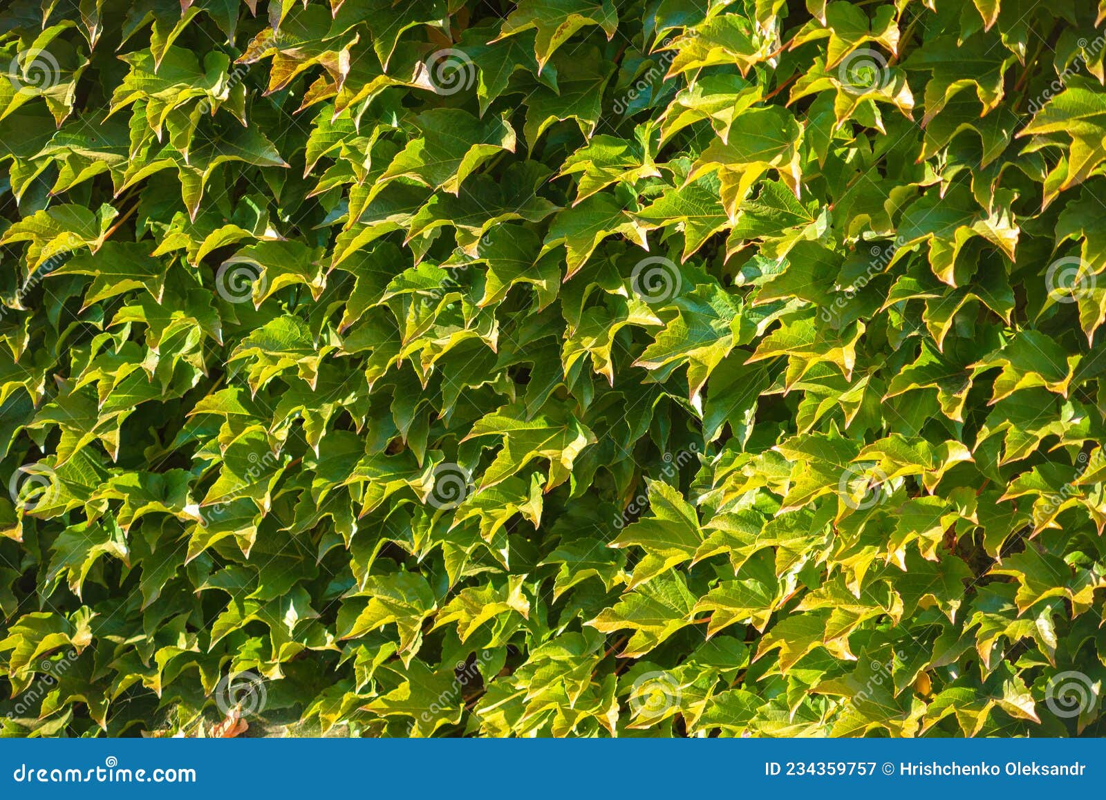 Natural Background of Wild Grape Leaves Stock Image - Image of bush ...