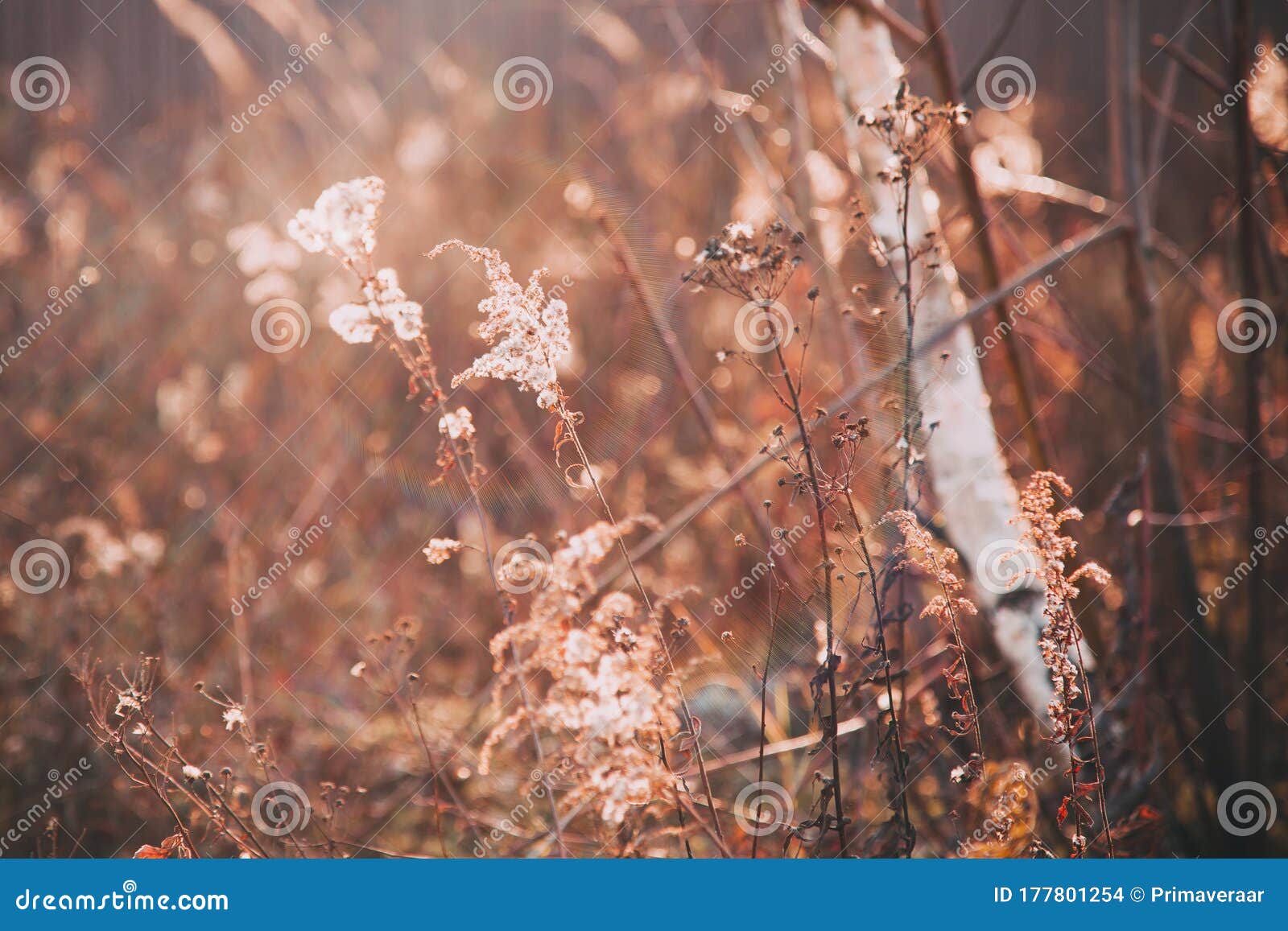 Yellow Grass and Plants on the Field in the Sunset Light of the Sun ...