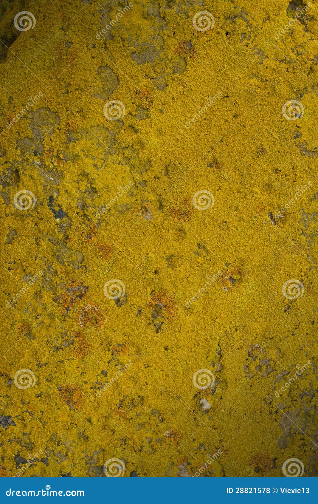 Natural Background. Yellow Moss Stock Photo - Image of color, design ...