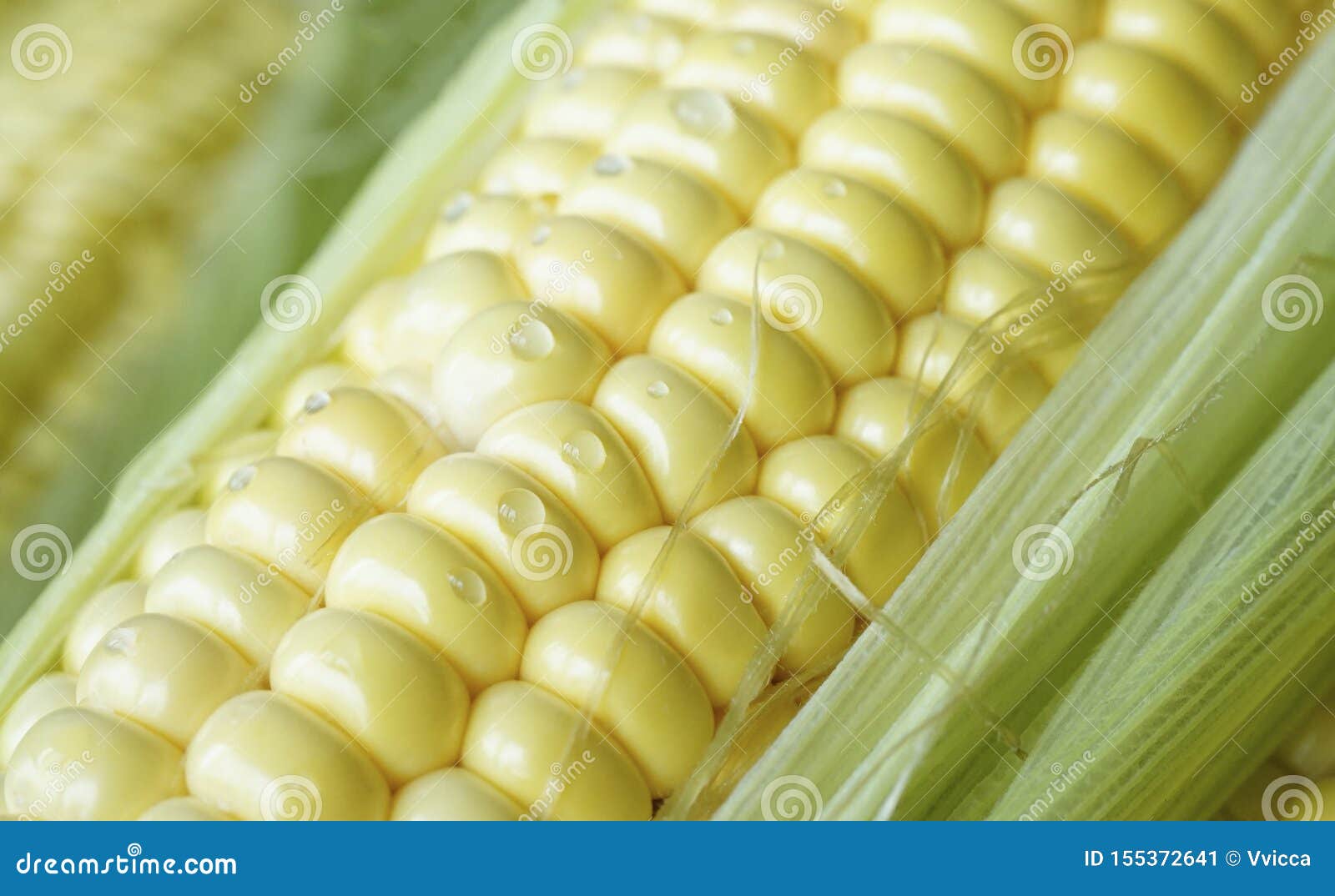 Natural Background with Young Corn and Water Drops Stock Image - Image ...