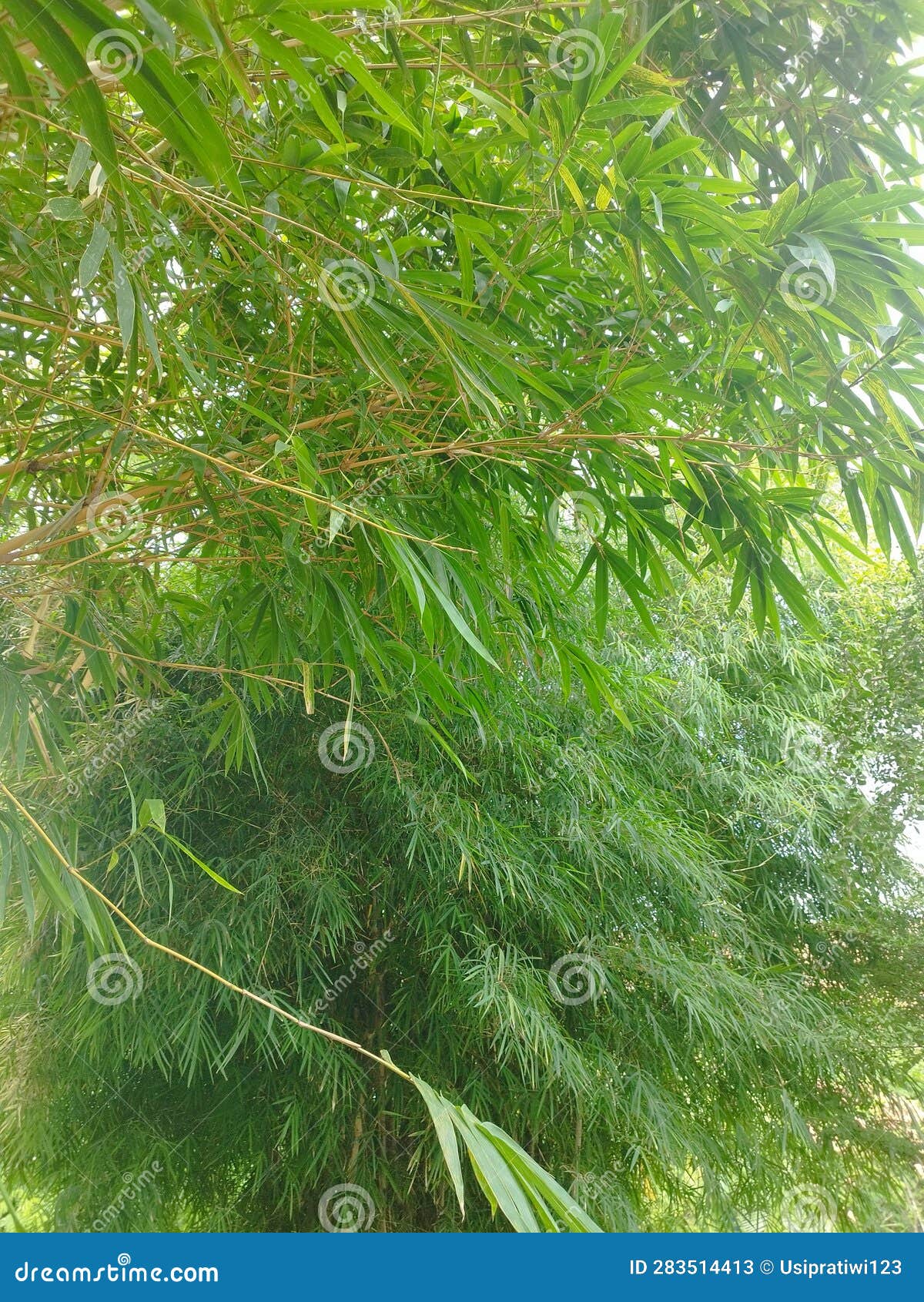 Natural Bamboo tree stock image. Image of tropical, jungle - 283514413
