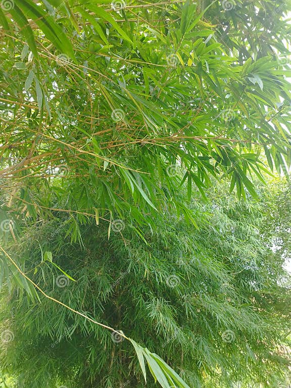 Natural Bamboo tree stock image. Image of tropical, jungle - 283514413