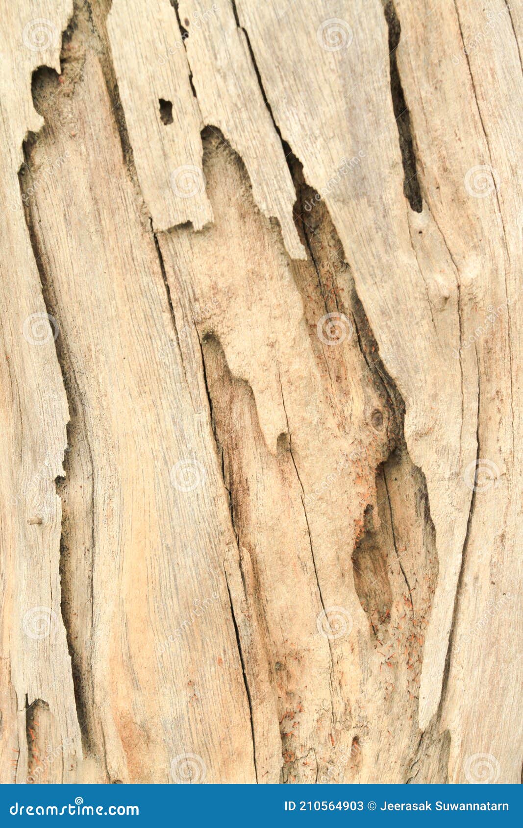 Natural Bare Wood Texture Pattern 006 Stock Image - Image of texture ...