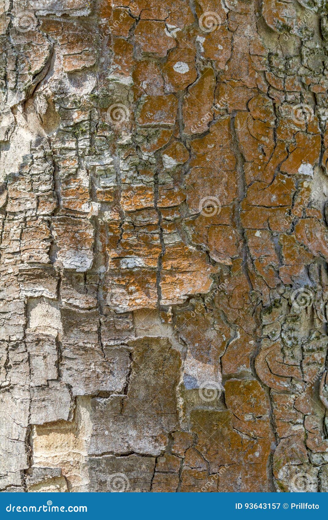 Natural bark detail stock image. Image of bark, botany - 93643157