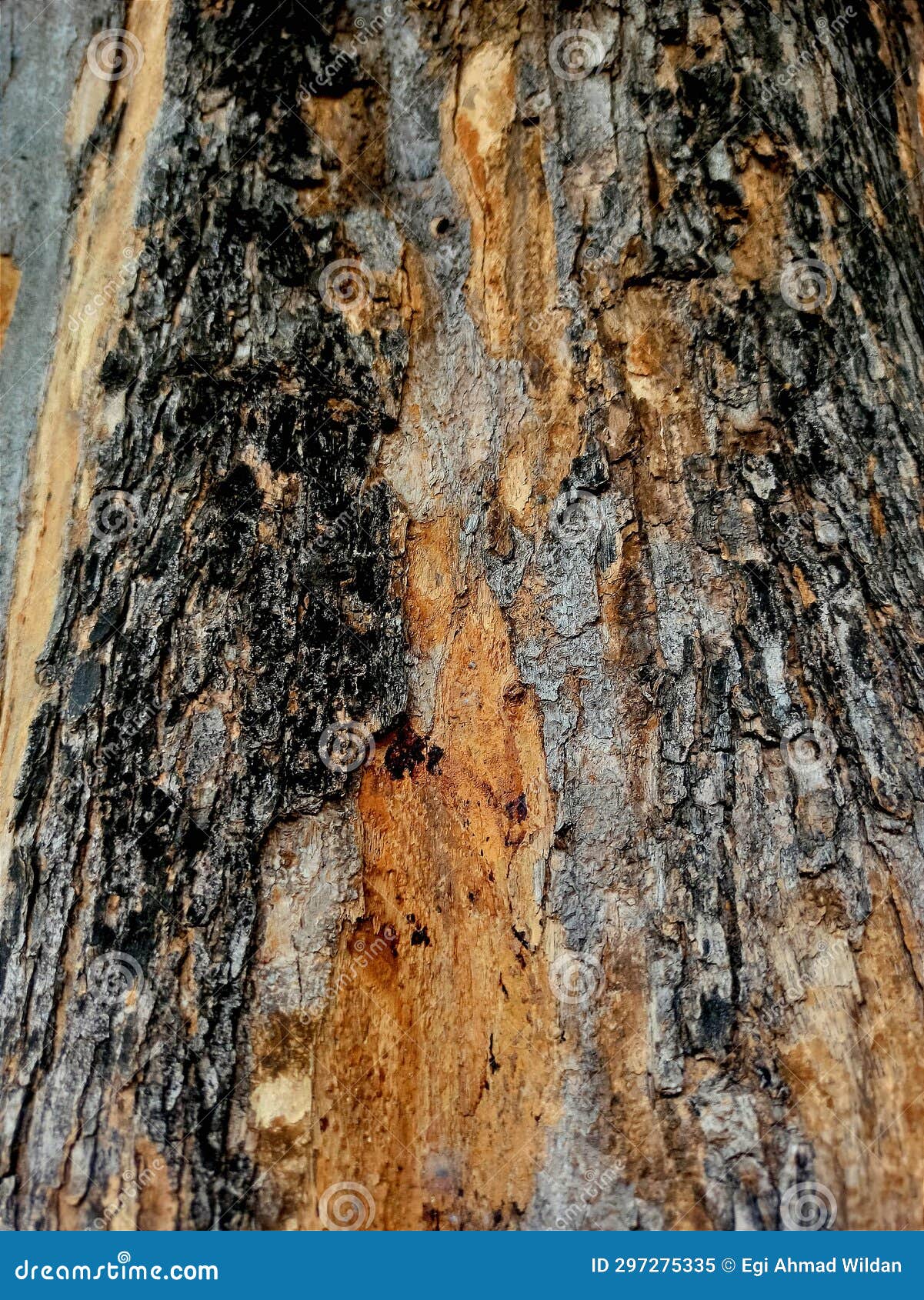 Natural Bark, Nature Has Its Own Beauty?? Stock Image - Image of beauty ...