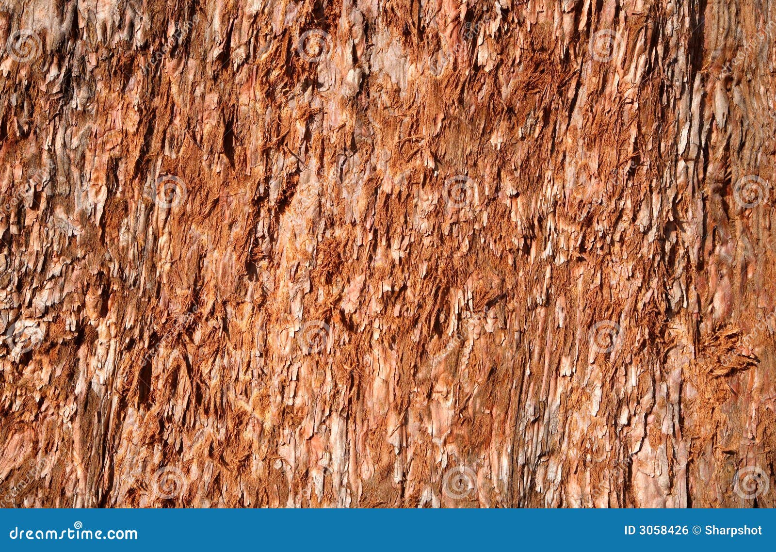 Natural bark texture. stock photo. Image of orange, nature - 3058426