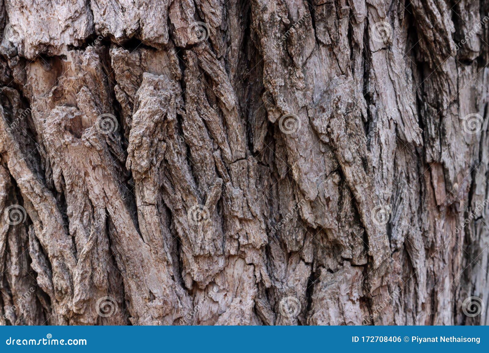 Natural Bark Texture Background Material. for Design. Old Wood Tree ...