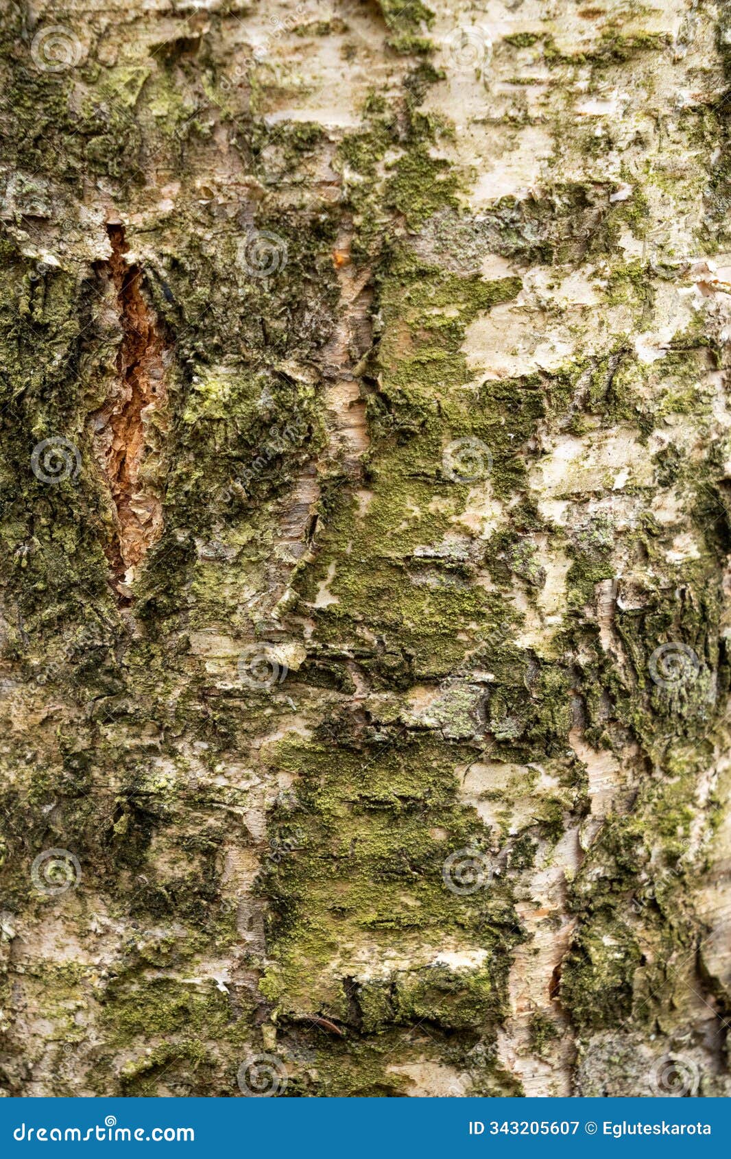 Natural Bark of a Tree Closeup Stock Image - Image of plank, grunge ...