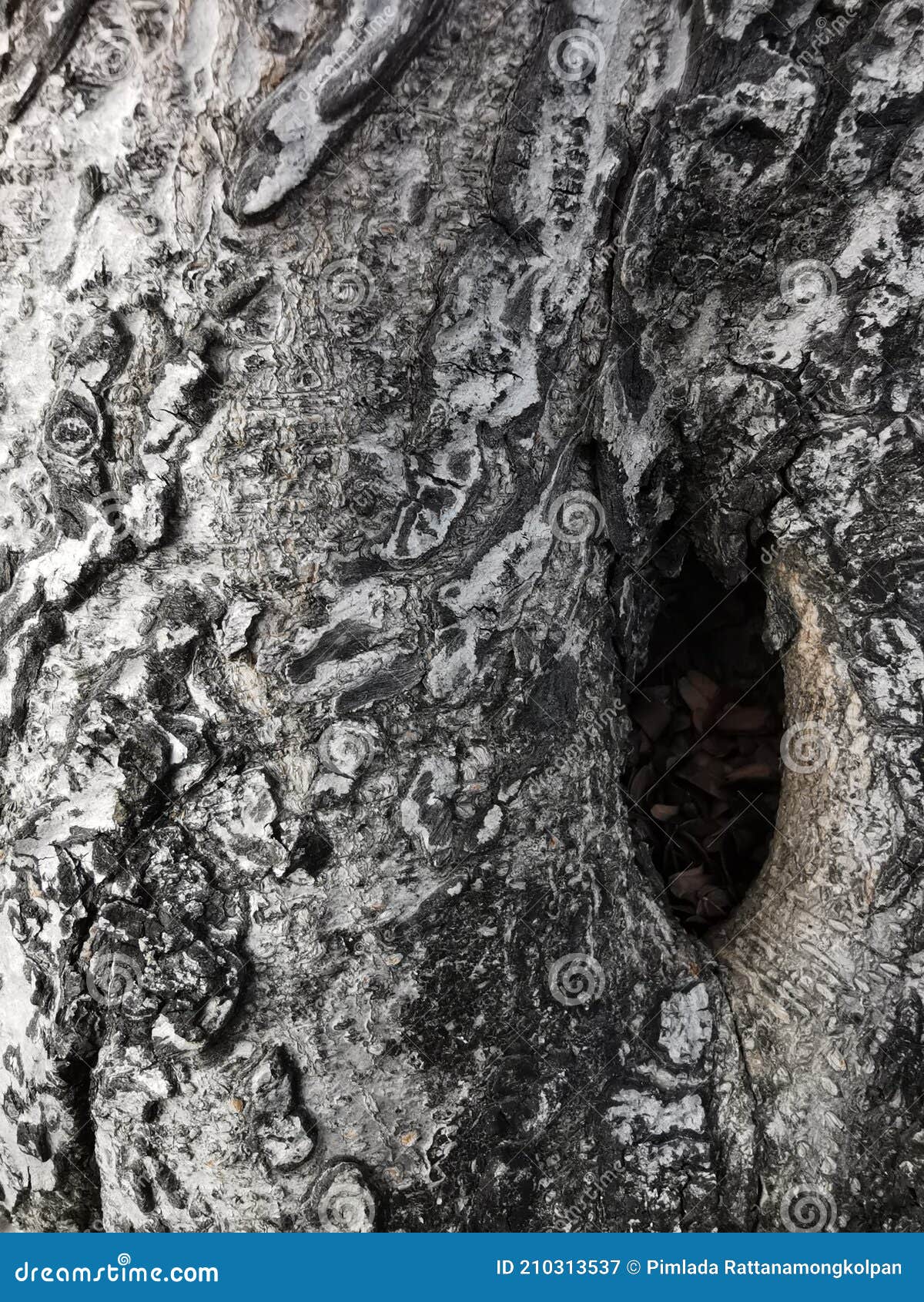 Natural Bark of Tree stock image. Image of monochrome - 210313537