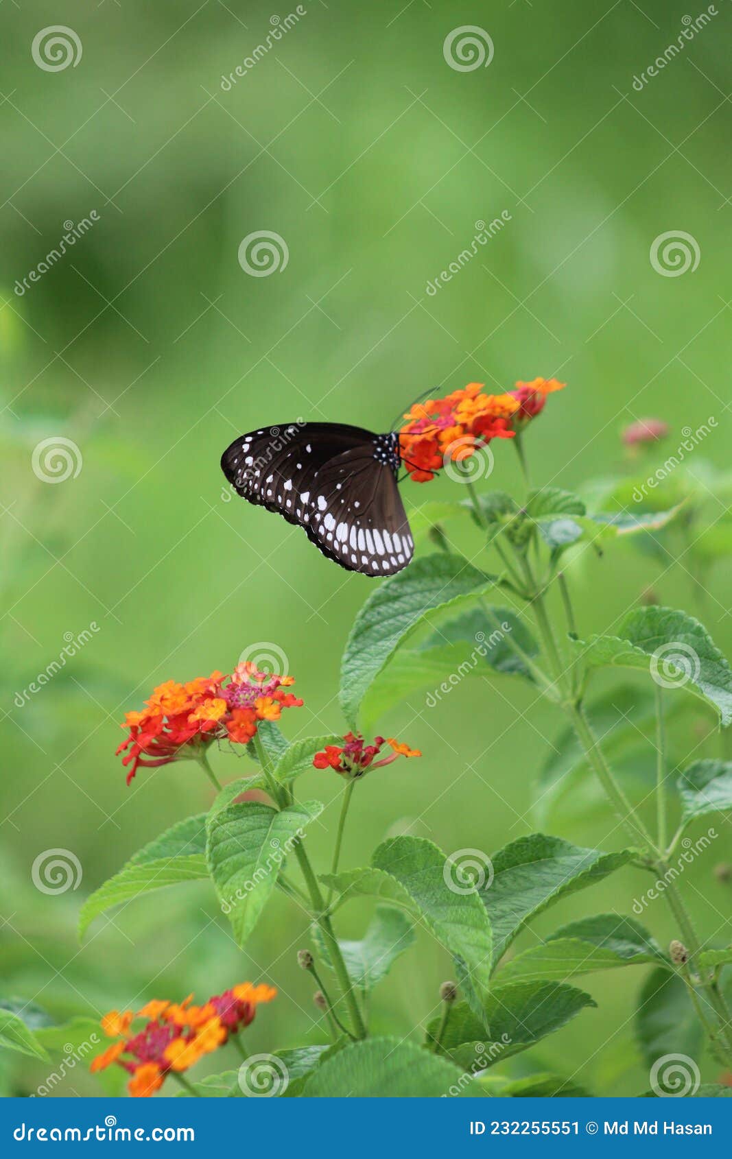 Natural Batter fly photo stock image. Image of natural - 232255551
