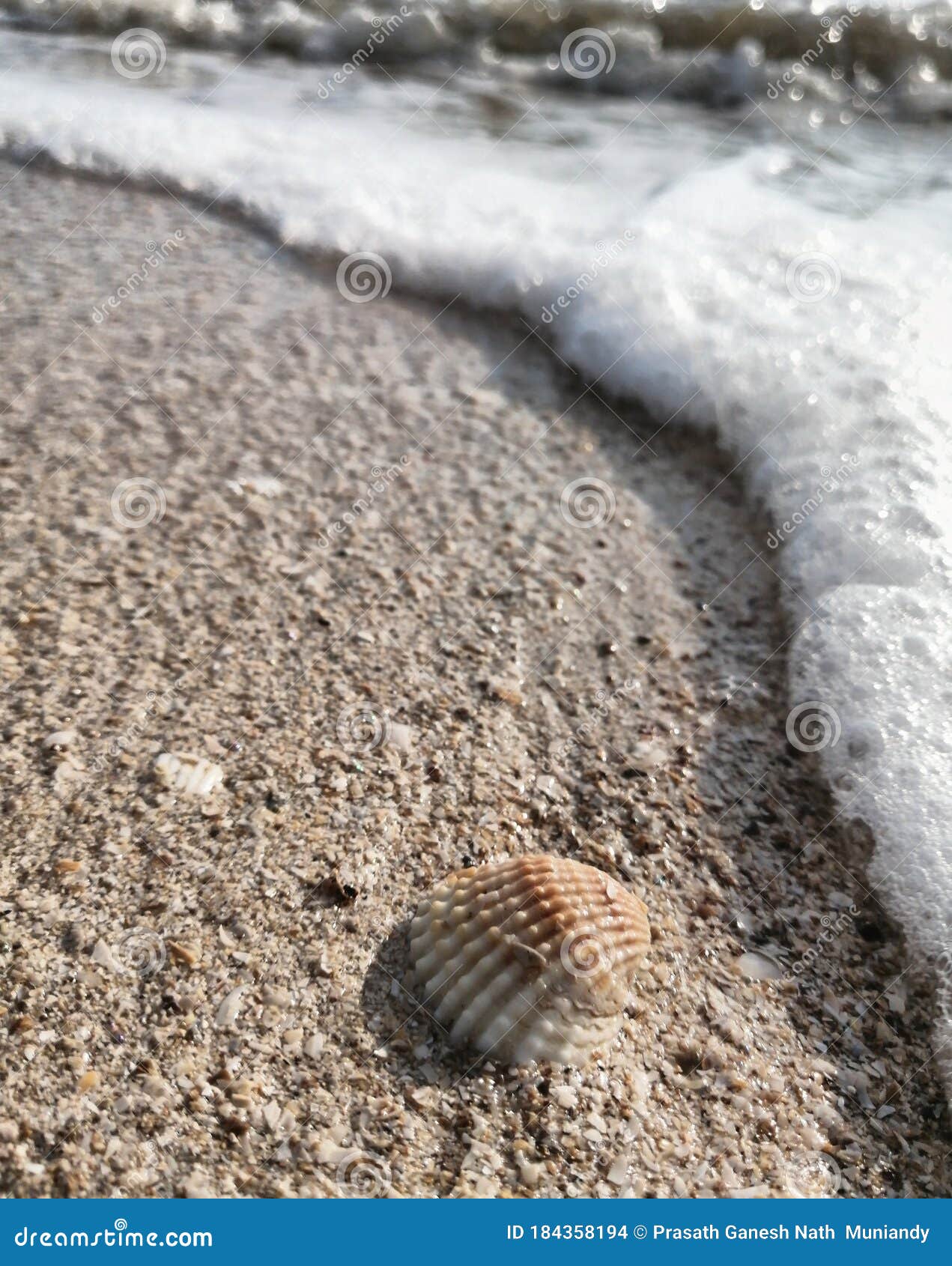 Natural Beautiful Beach Shell Nicely Stock Photo - Image of beautiful ...