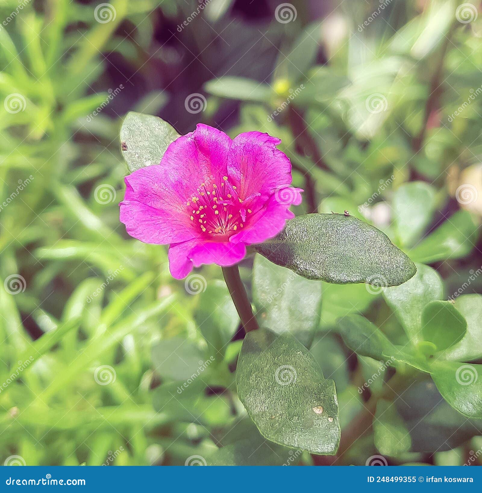 Natural Beautiful Bombay Flower Stock Image - Image of branch, garden ...