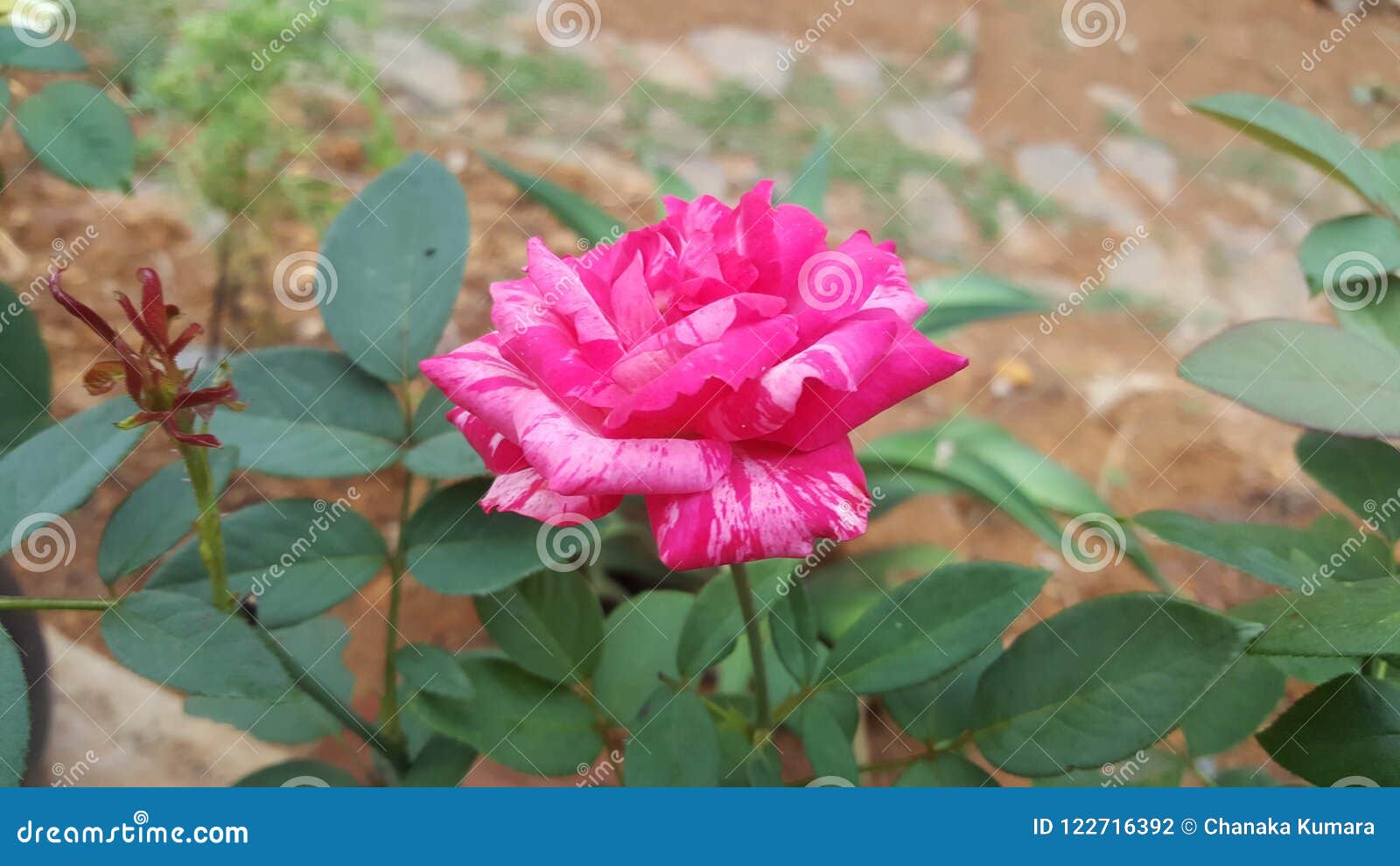 Natural Beautiful Double Pink Colour Rose Stock Photo - Image of orchid ...