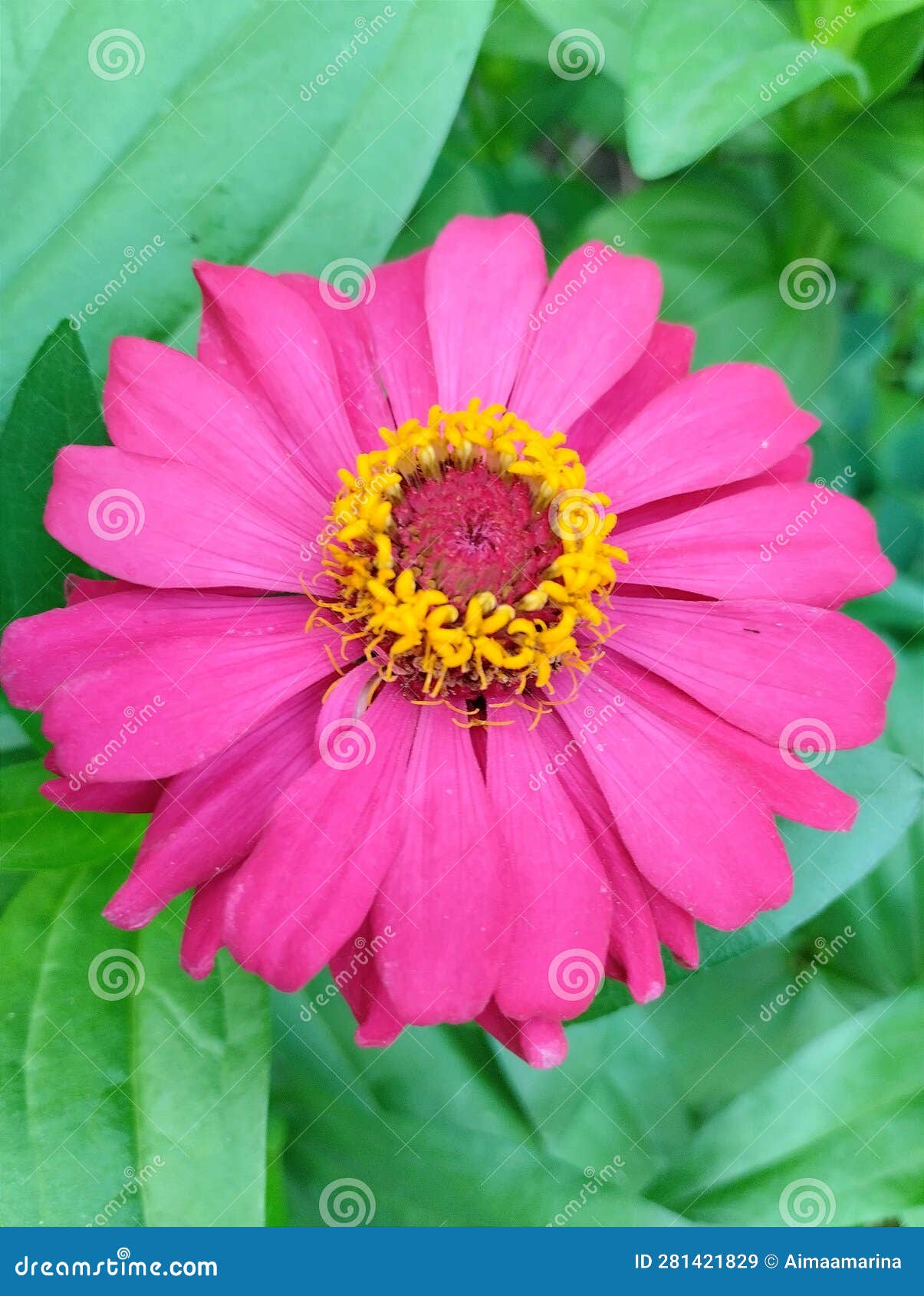Natural Beautiful Pink Magenta Aster Flower Stock Image - Image of ...