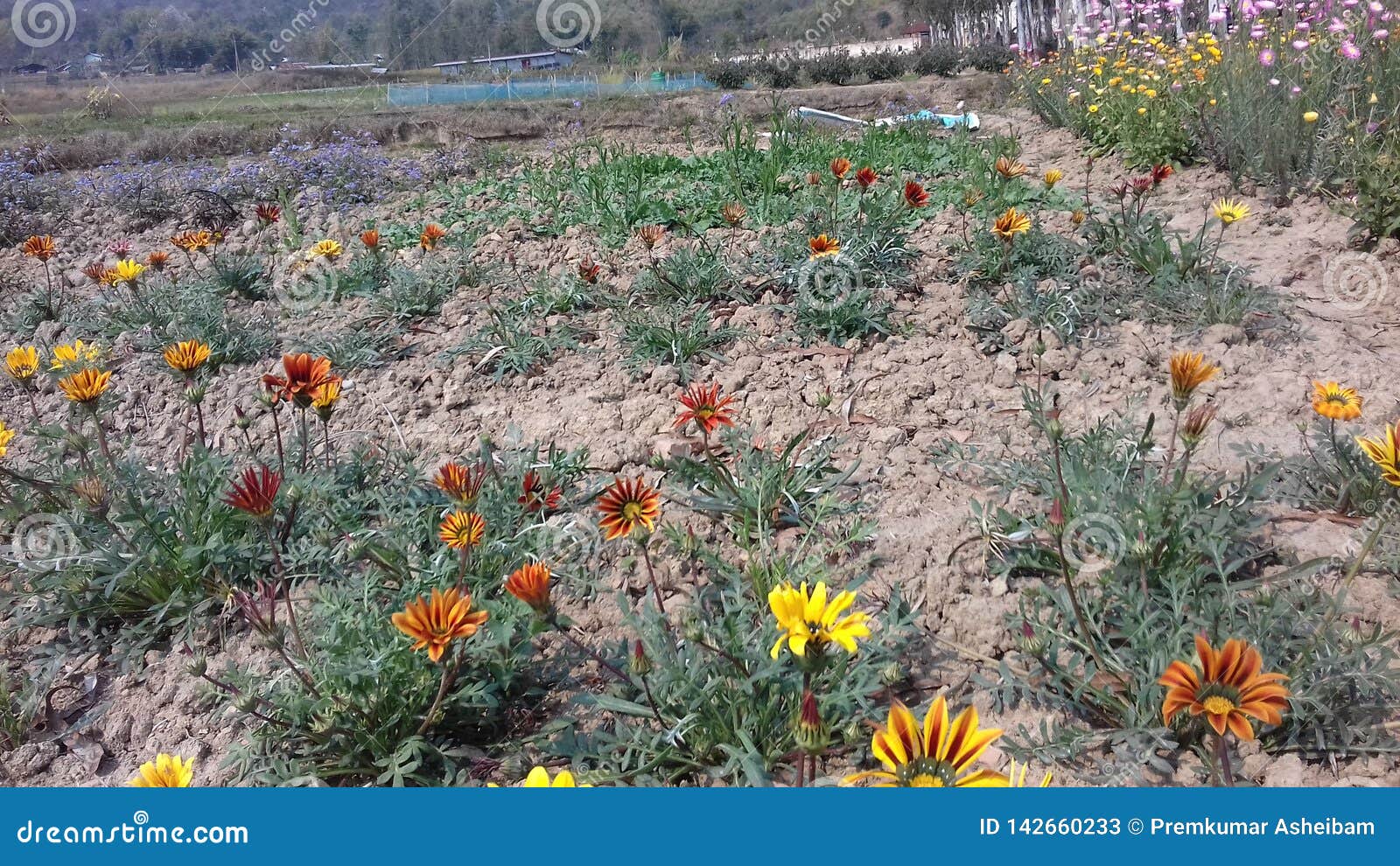 Flower Andro Manipur Stock Photos - Free & Royalty-Free Stock Photos ...